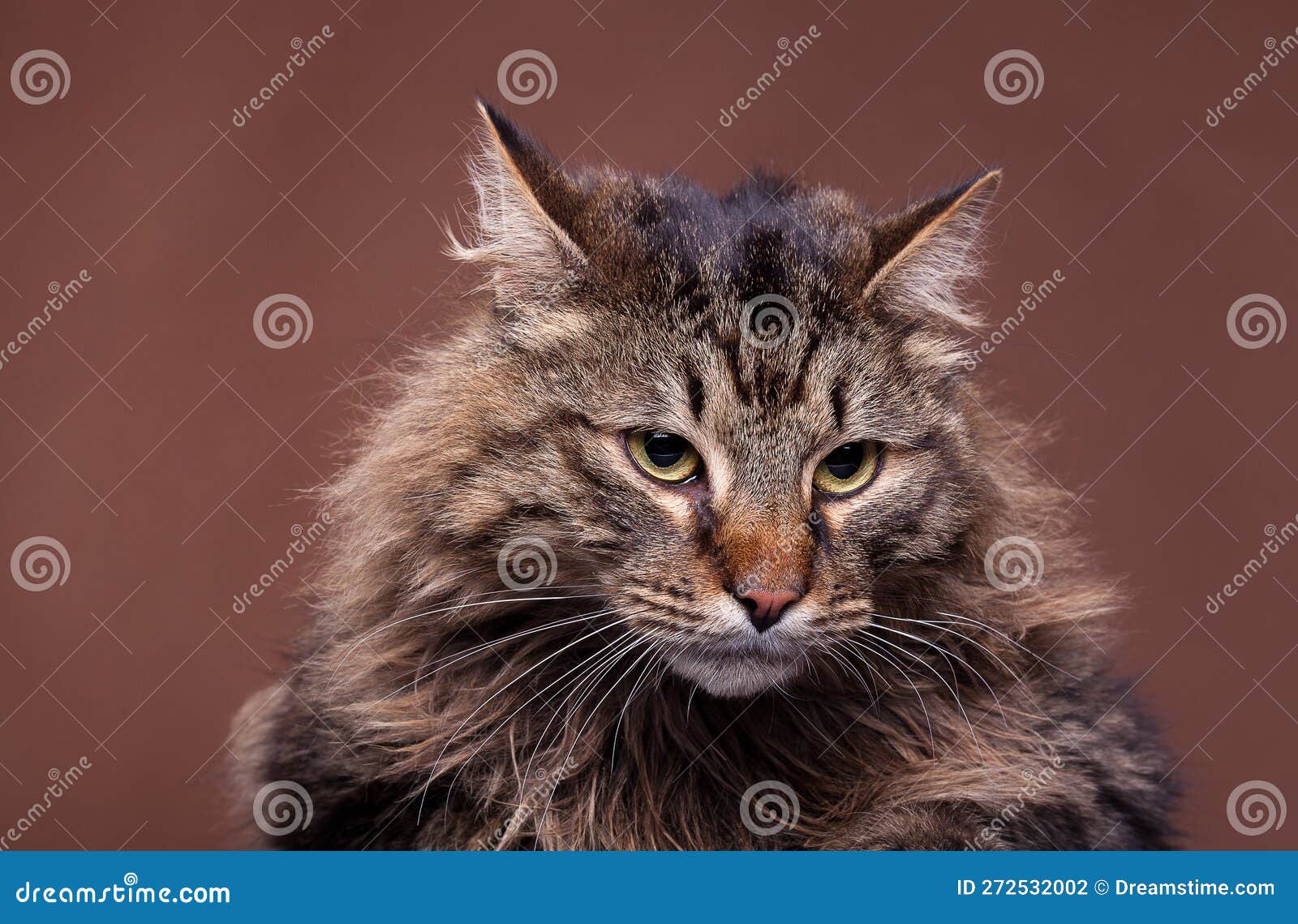 Grumpy Big Maine Coon Breed Cat Stock Photo - Image of carnivore, head ...