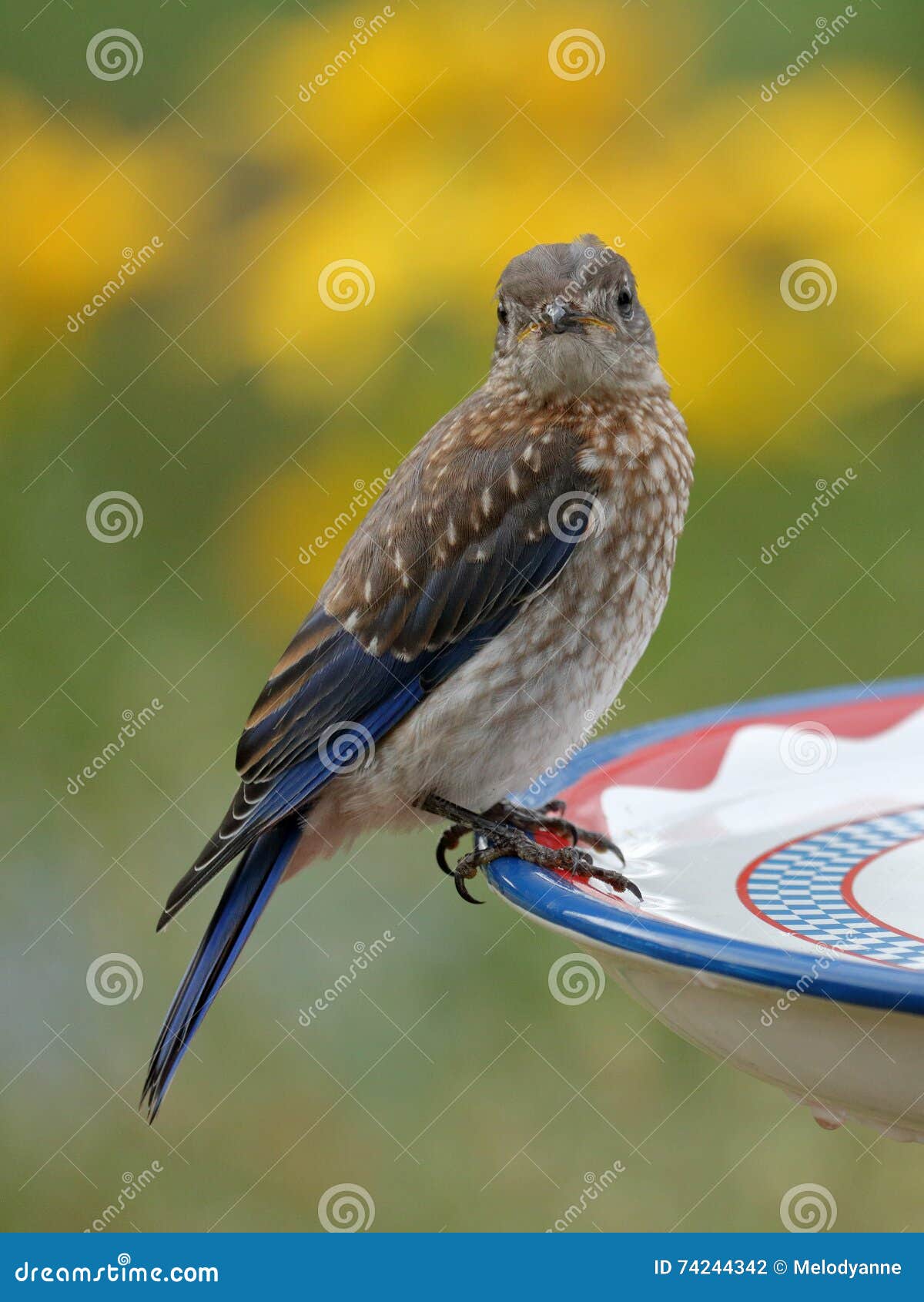 Grumpy Bird stock photo. Image of eastern, garden, water - 74244342