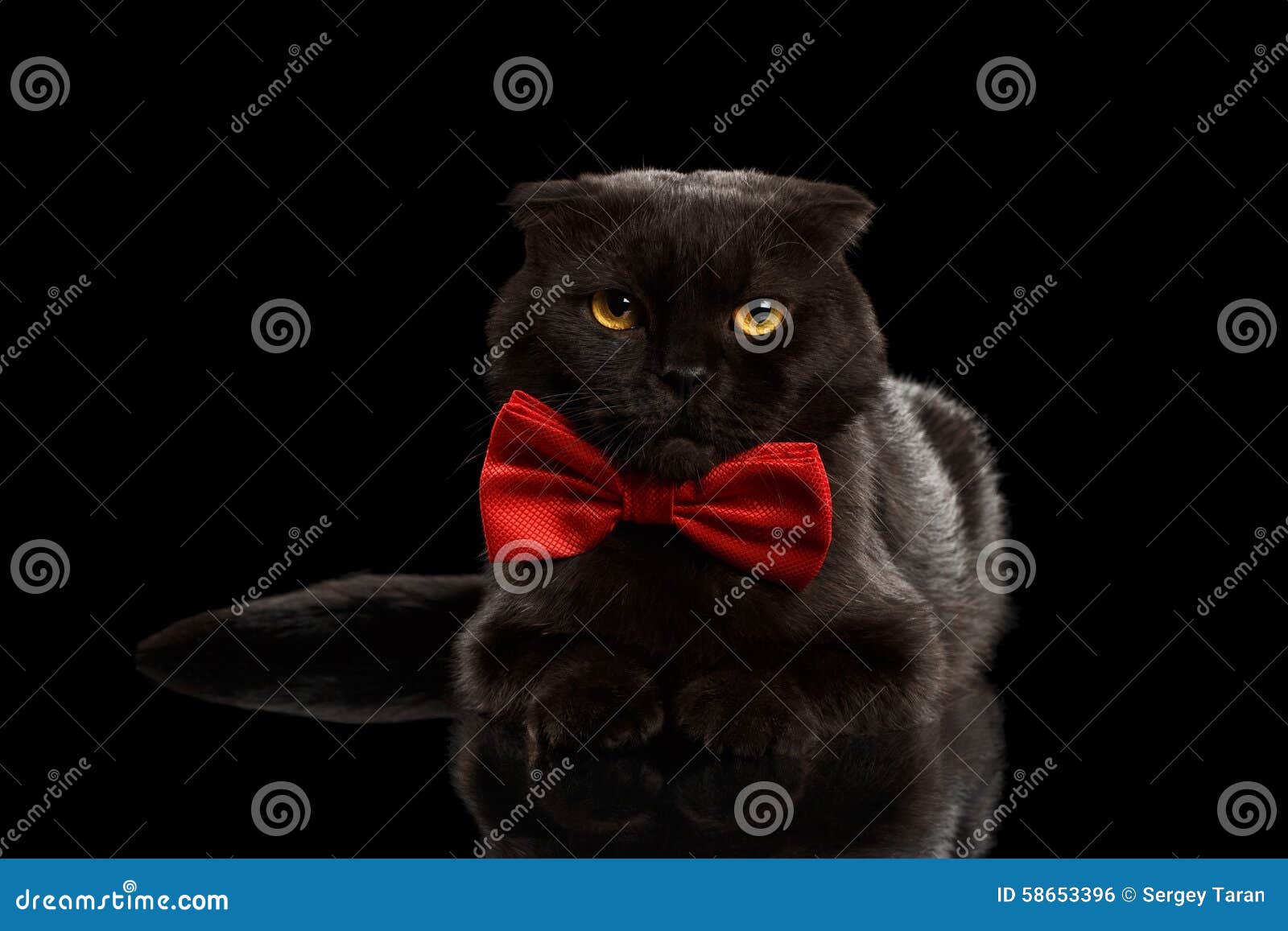 Grumpy Black Cat Lying with Bow Tie on Mirror Stock Photo - Image of ...