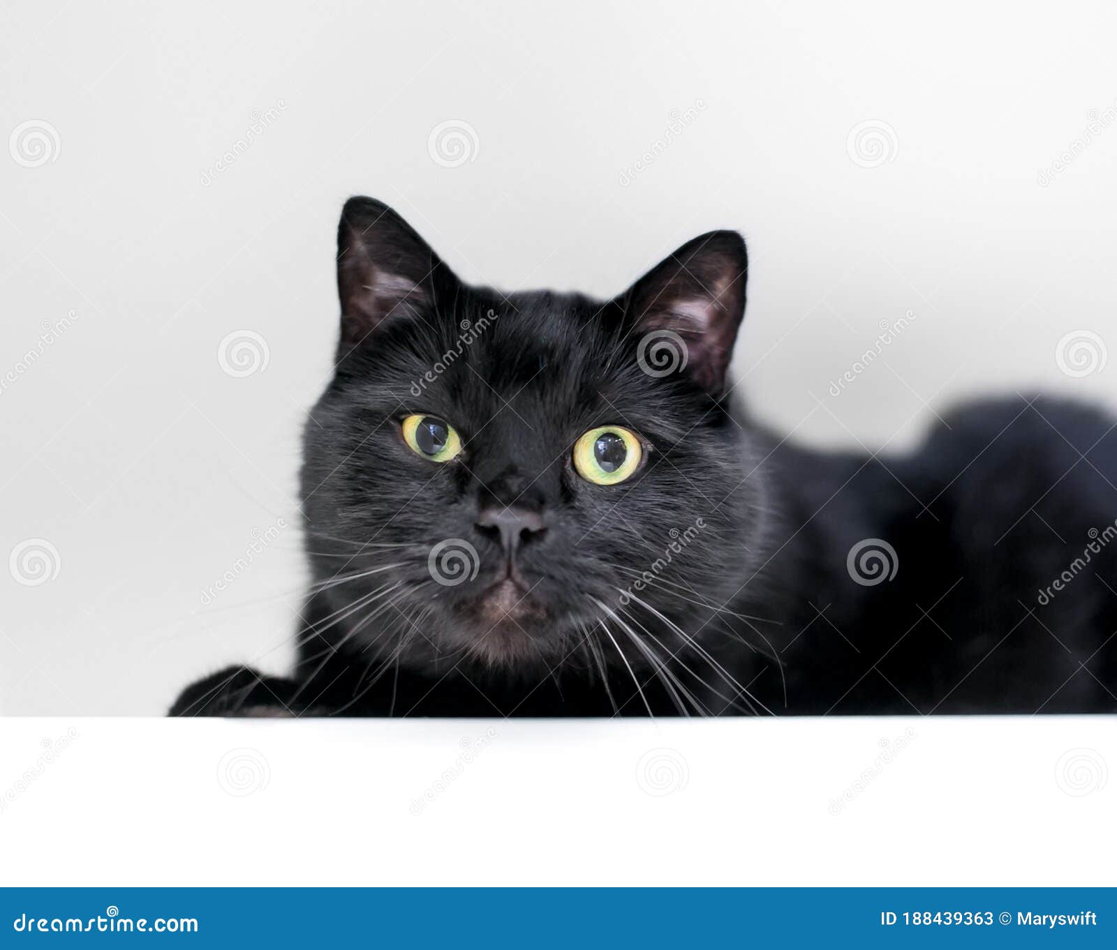 A Grumpy Black Shorthair Cat Looking at the Camera Stock Image - Image ...
