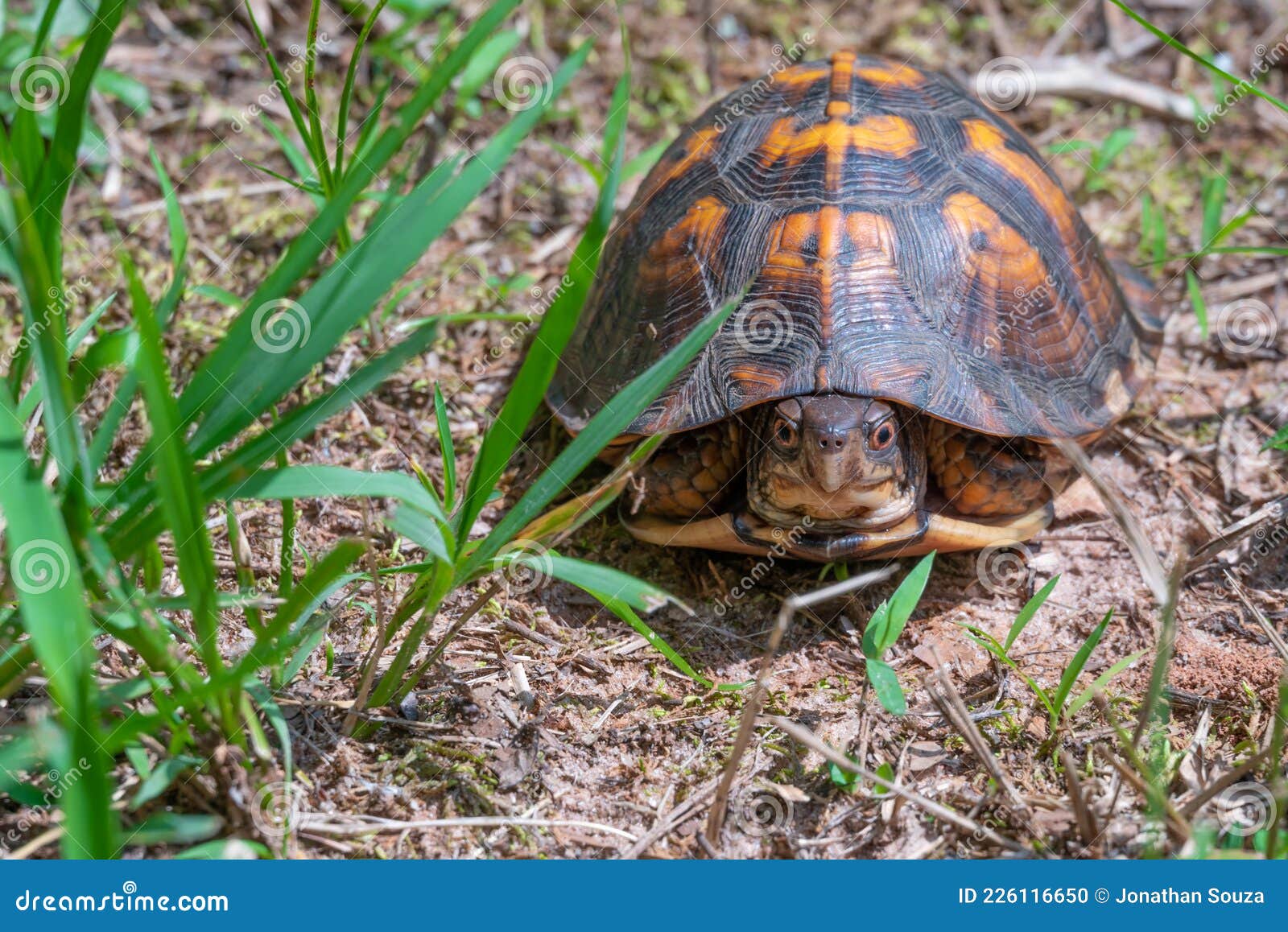Grumpy Box Turtle stock photo. Image of hide, ground - 226116650