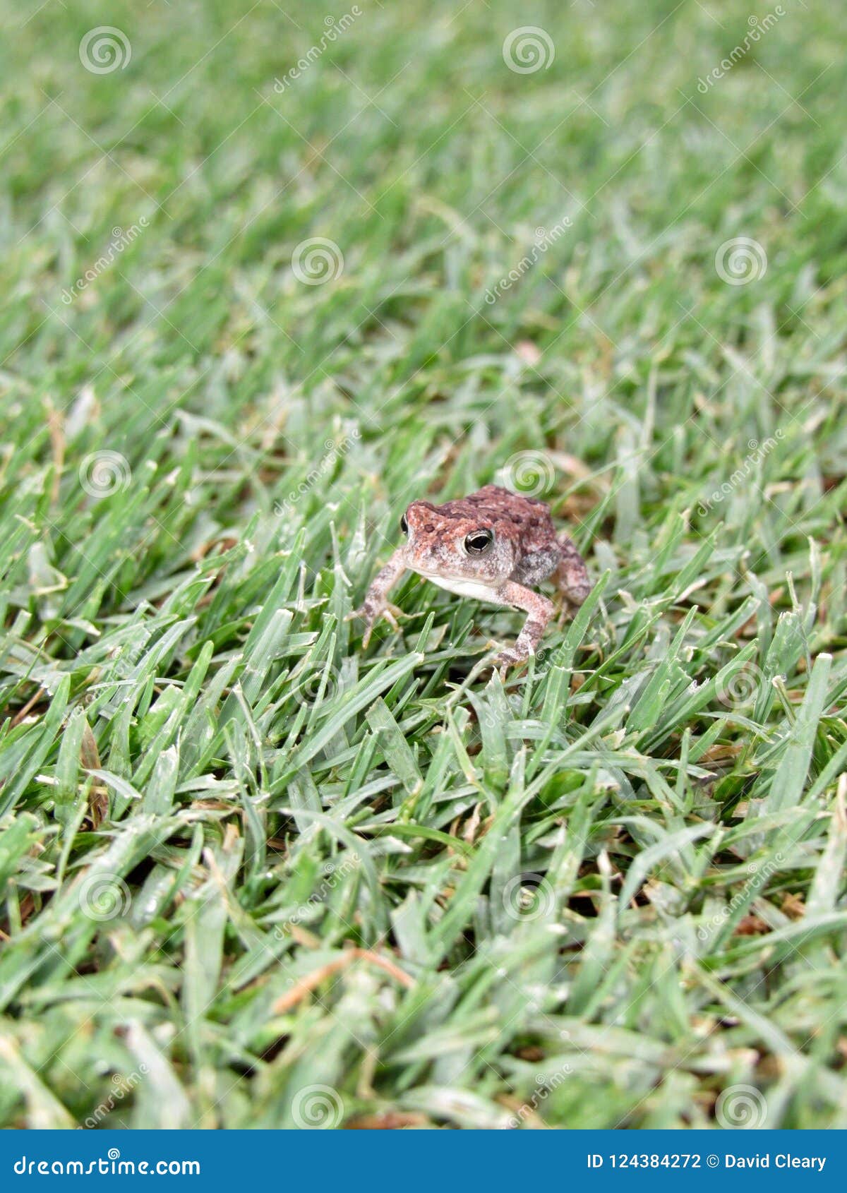 Grumpy Little Frog stock photo. Image of wild, frog - 124384272