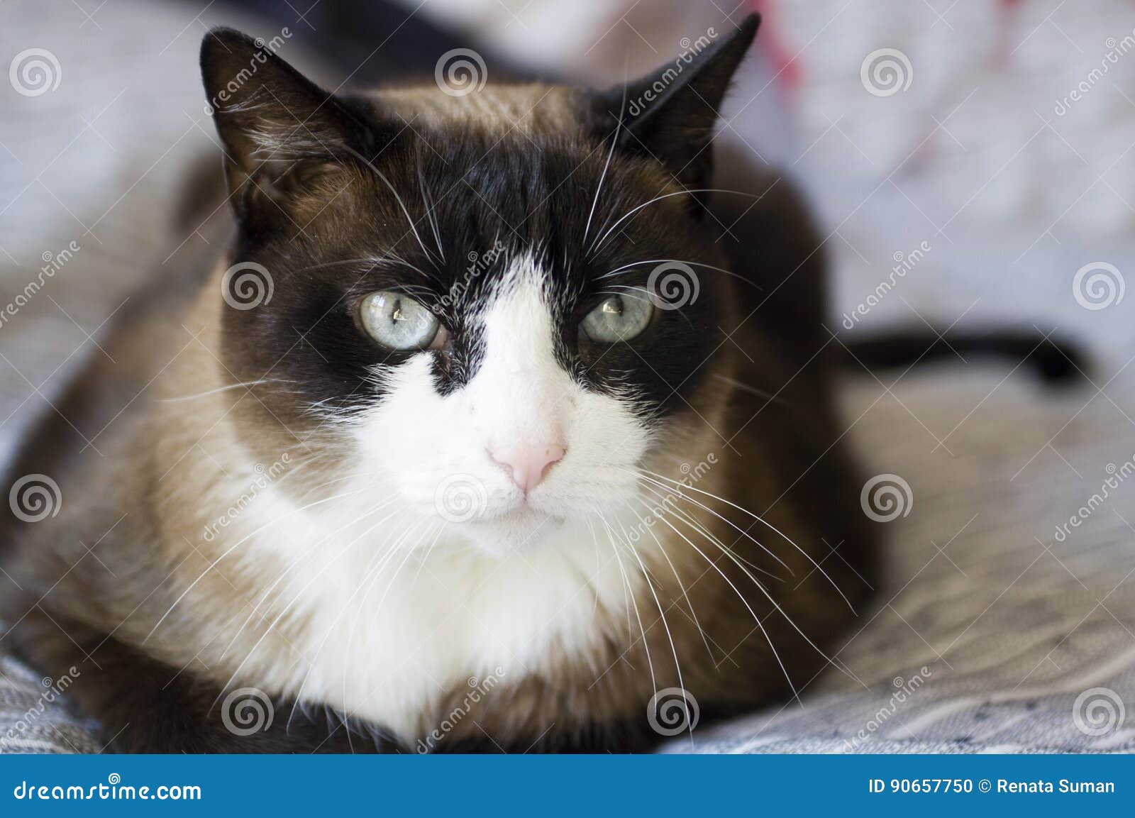 Grumpy-breed Siamese cat stock photo. Image of animal - 90657750