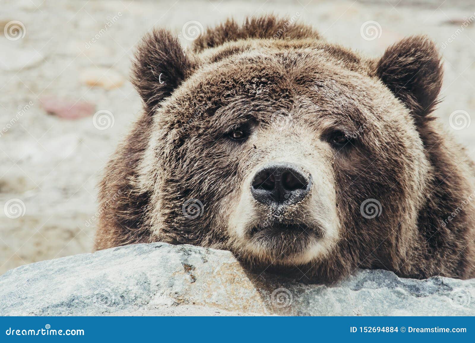 Grumpy Brown Bear stock photo. Image of laying, pool - 152694884