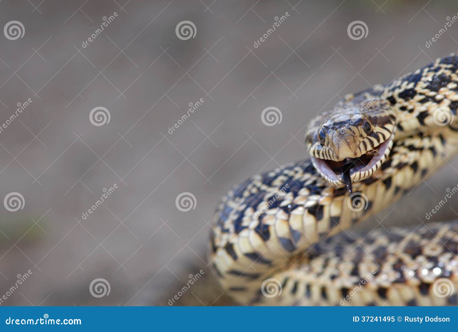 Grumpy Bull snake stock image. Image of tounge, animal - 37241495