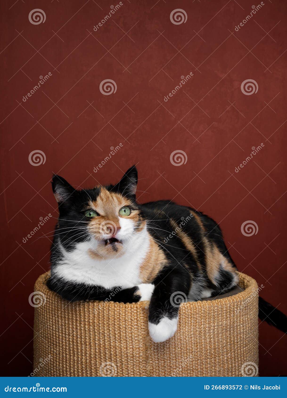 Grumpy Calico Cat Resting on Scratching Barrel Making Angry Face Stock ...