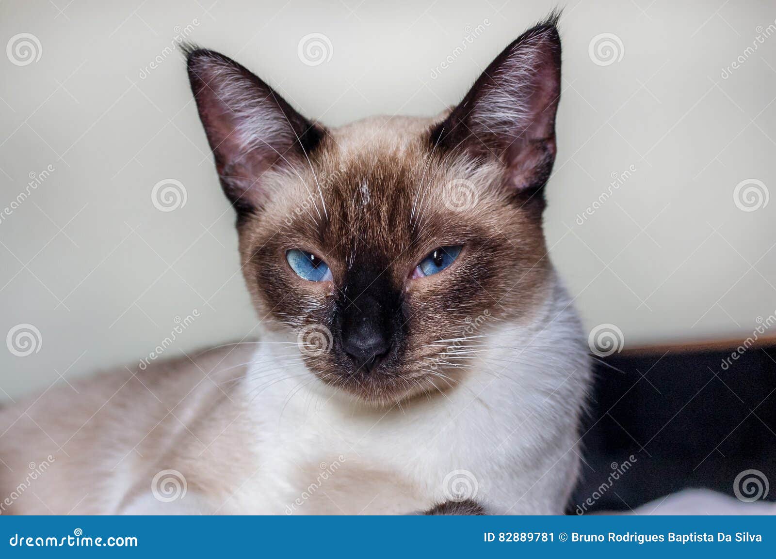 Grumpy cat stock image. Image of indoor, expression, hair - 82889781