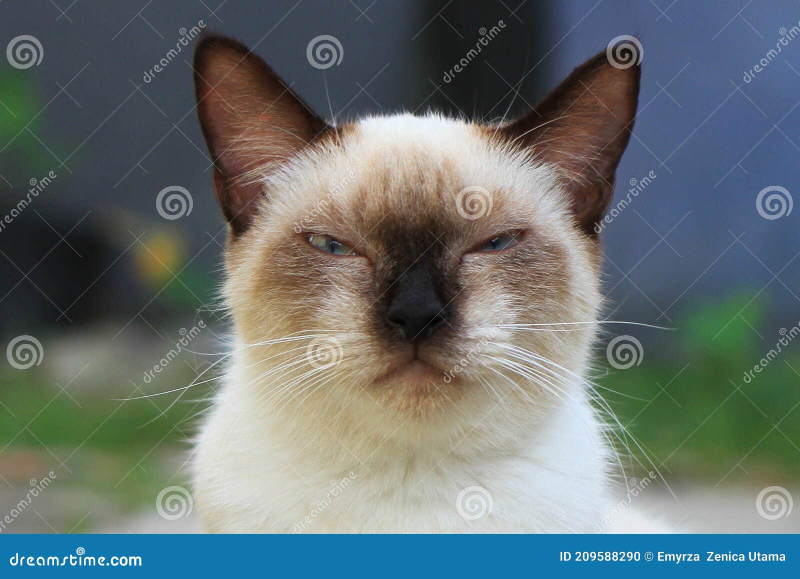 Grumpy cat eyes stock photo. Image of kitten, carnivore - 209588290