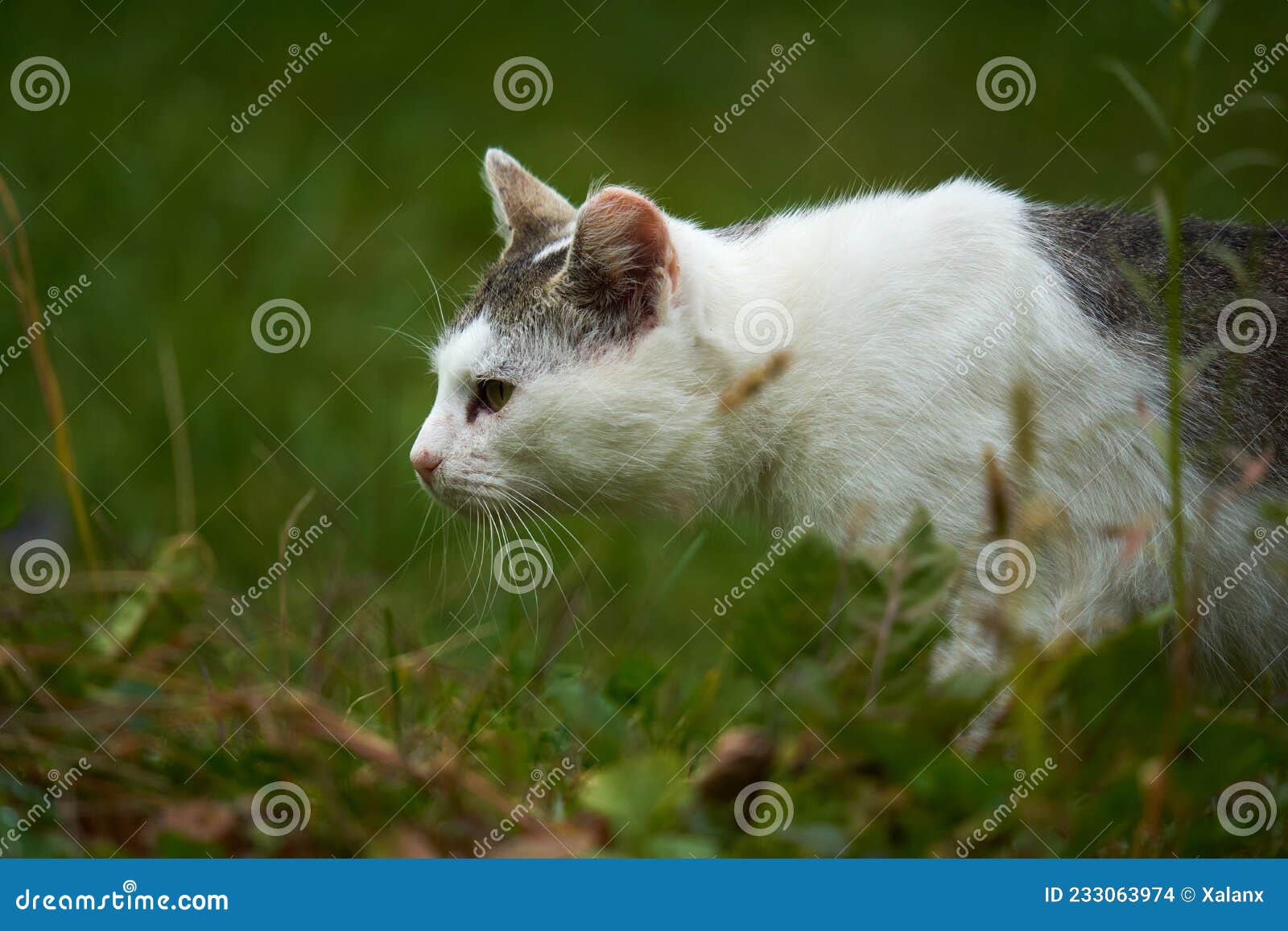 Grumpy cat in the grass stock photo. Image of outdoor - 233063974
