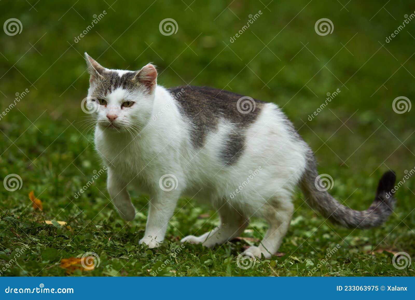 Grumpy cat in the grass stock image. Image of summer - 233063975