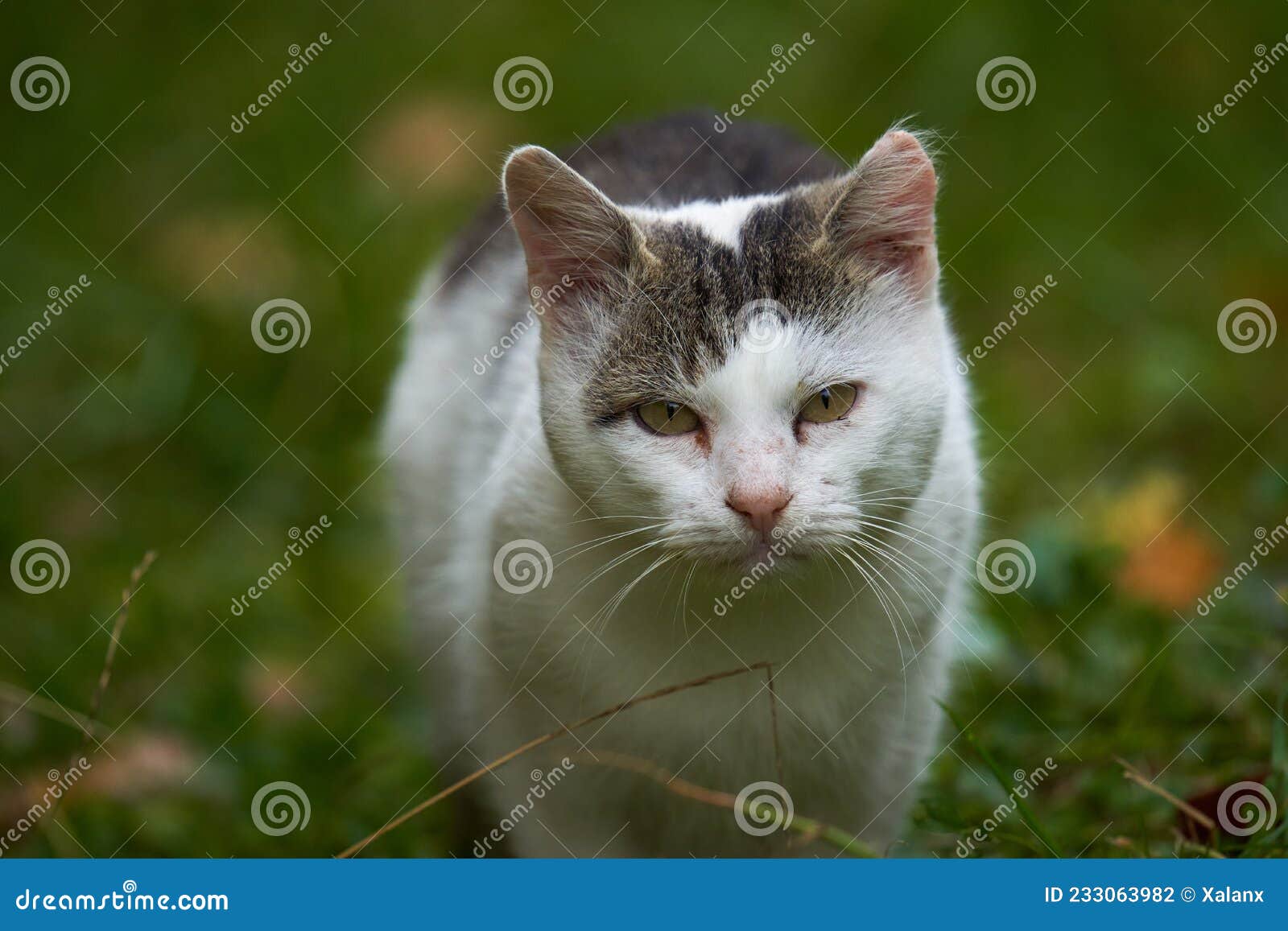 Grumpy cat in the grass stock photo. Image of garden - 233063982