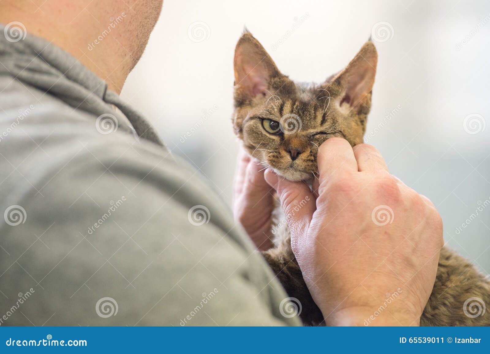 Grumpy cat looking at you stock image. Image of grouchy - 65539011