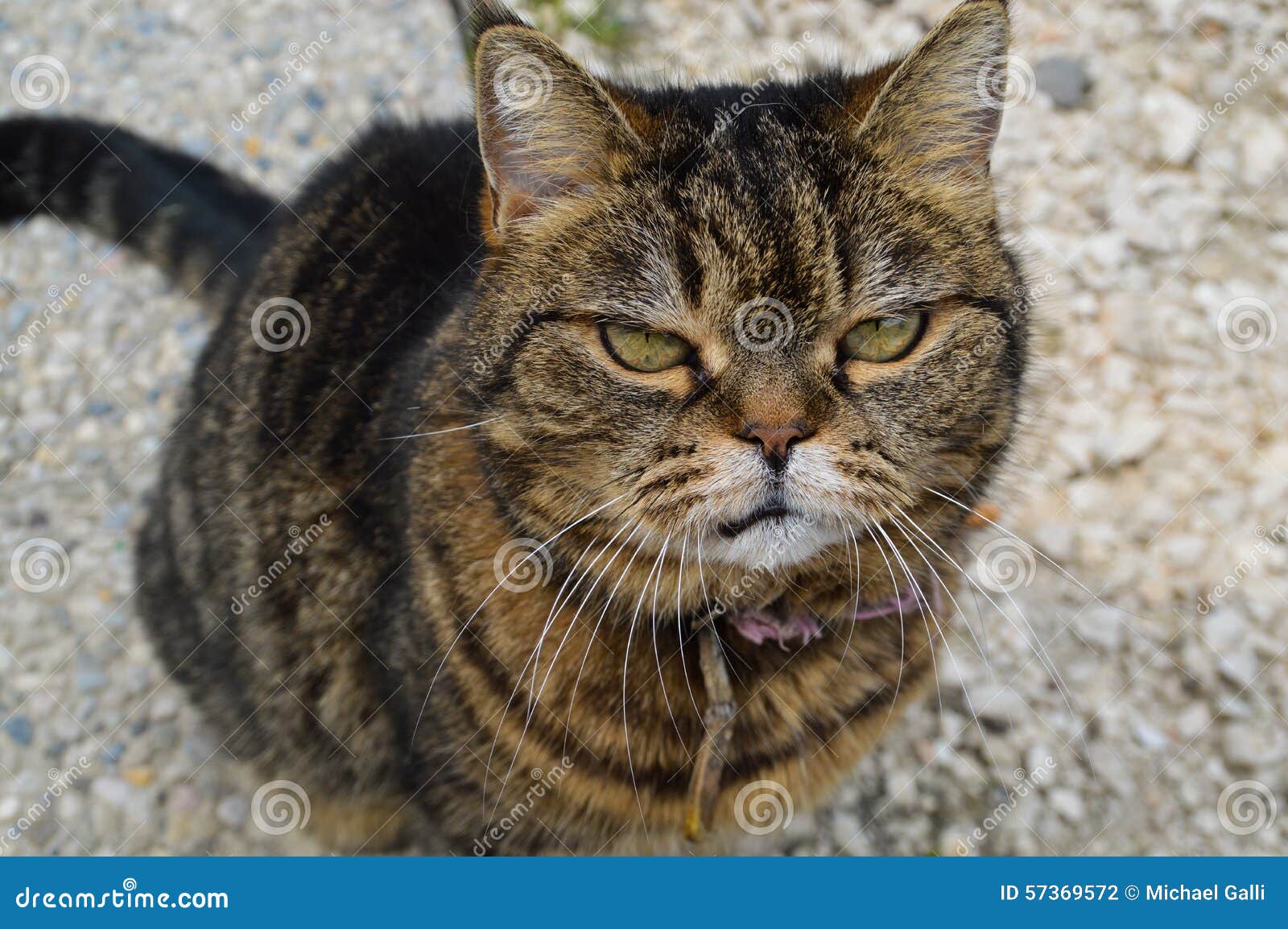 Grumpy cat stock photo. Image of feline, grey, persian - 57369572