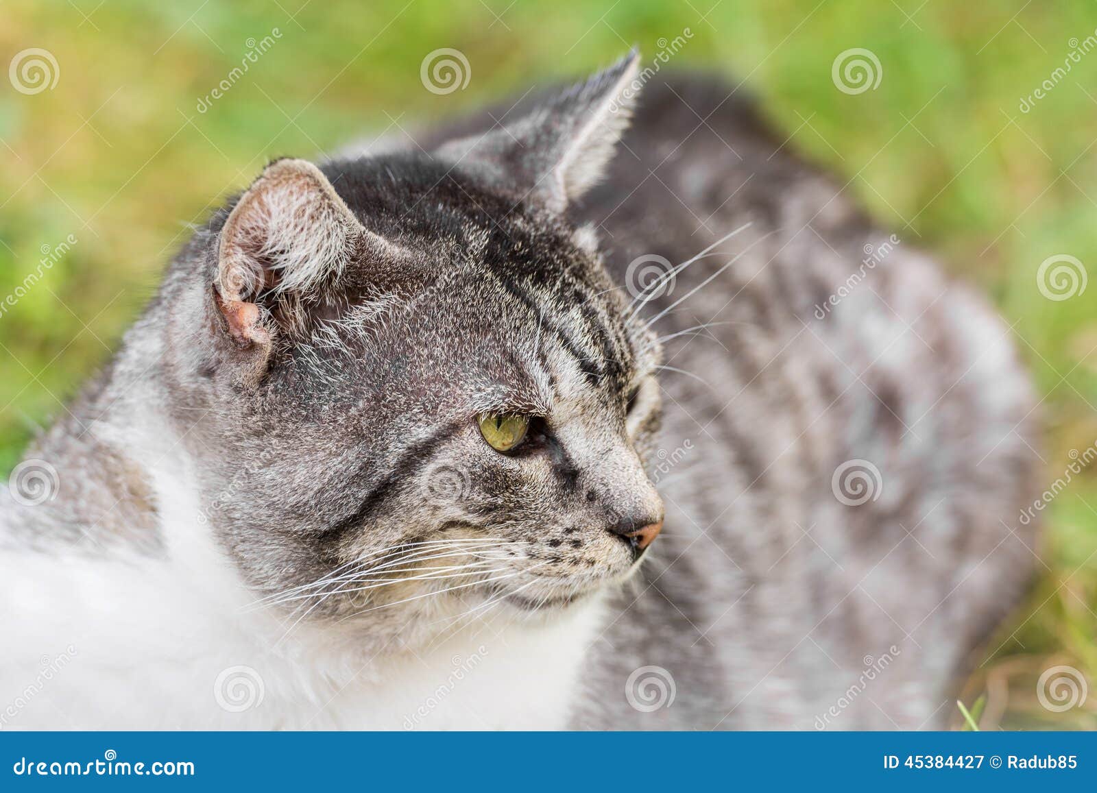 Grumpy Cat Portrait stock image. Image of looking, furry - 45384427