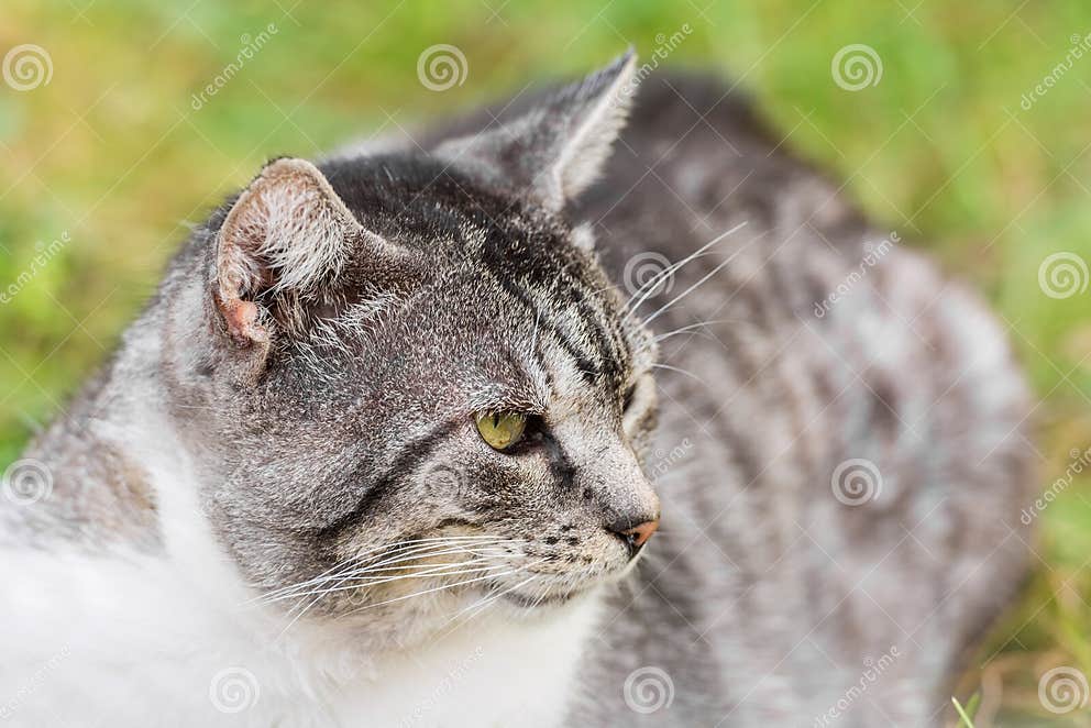 Grumpy Cat Portrait stock image. Image of looking, furry - 45384427