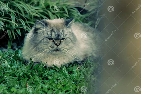 Grumpy cat in the garden stock photo. Image of whiskers - 264170758