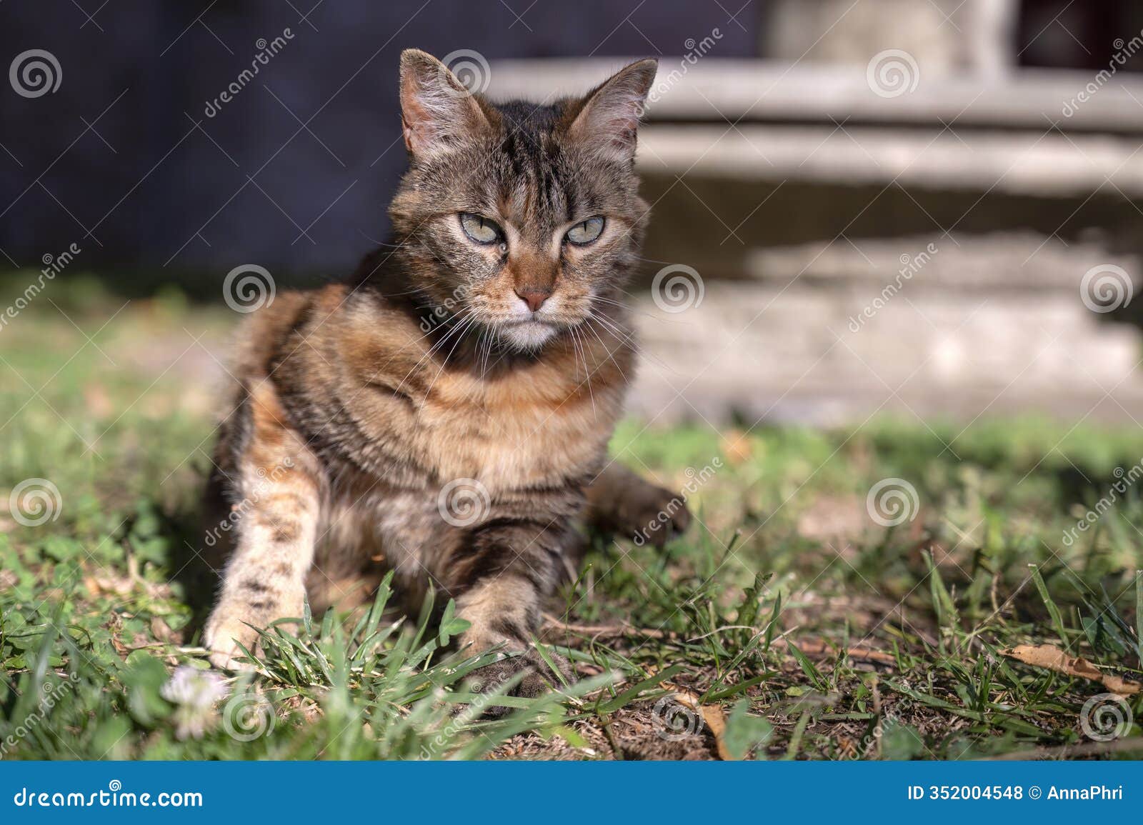 Grumpy Cat Sitting on a Lawn Stock Photo - Image of beautiful, lawn ...