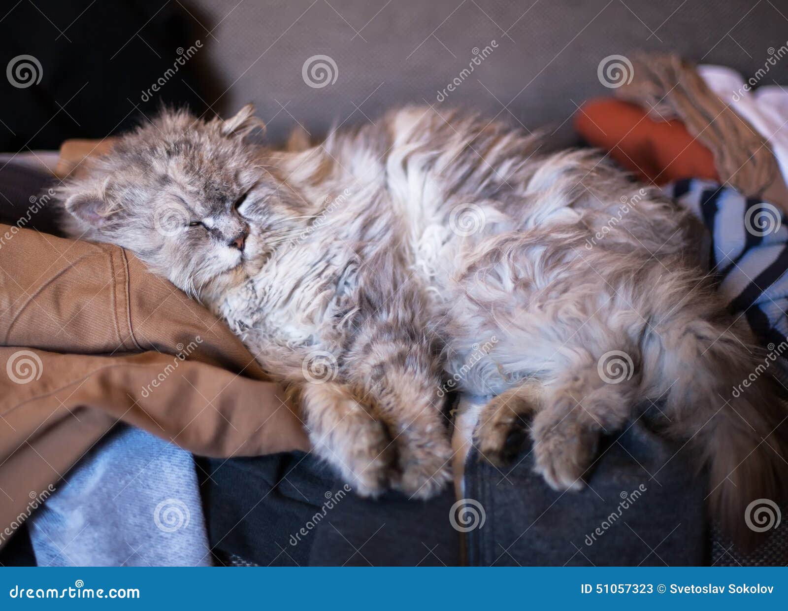 Grumpy cat stock image. Image of head, portrait, persian - 51057323