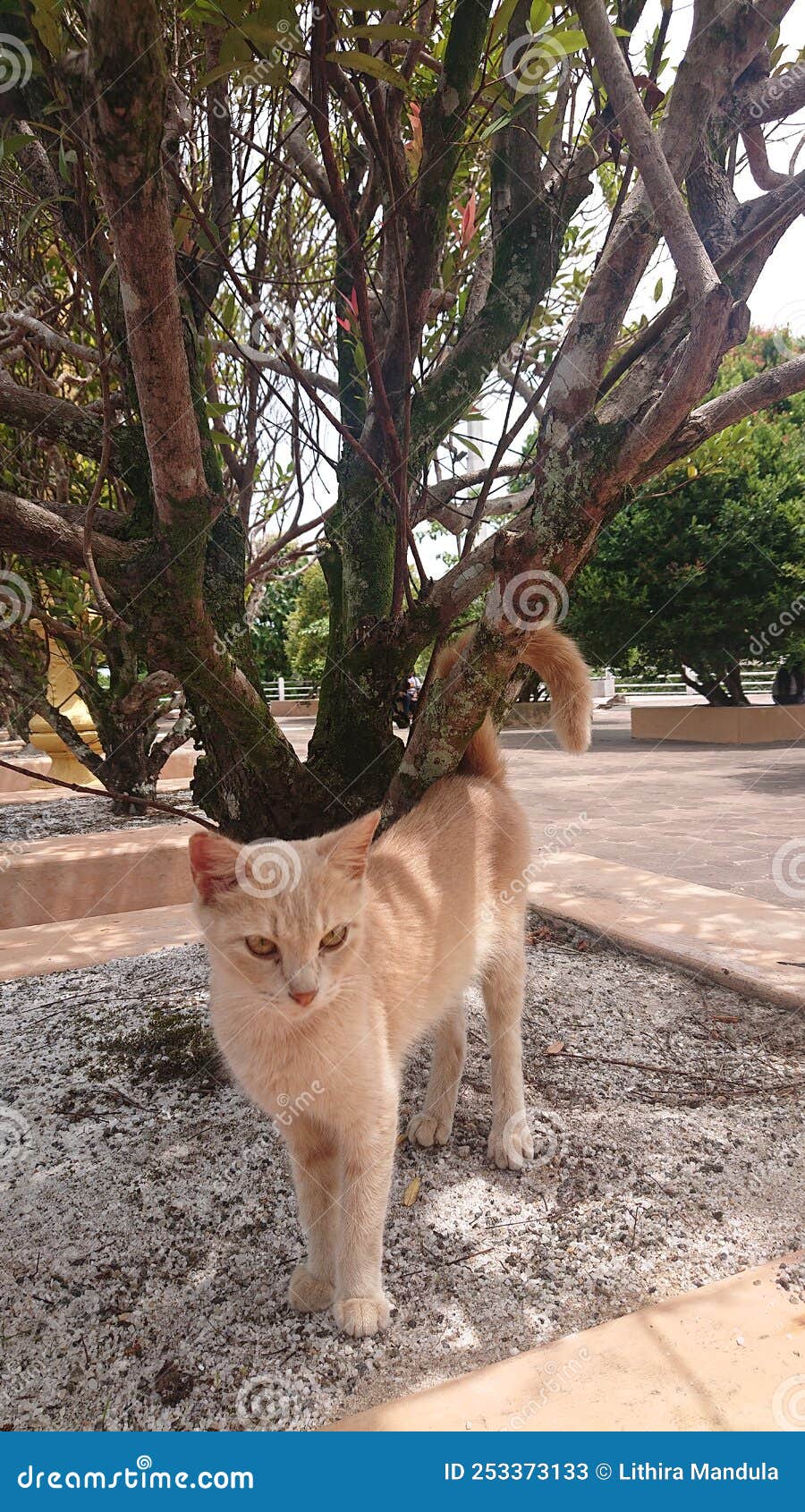 A grumpy cat under a tree stock image. Image of threatening - 253373133