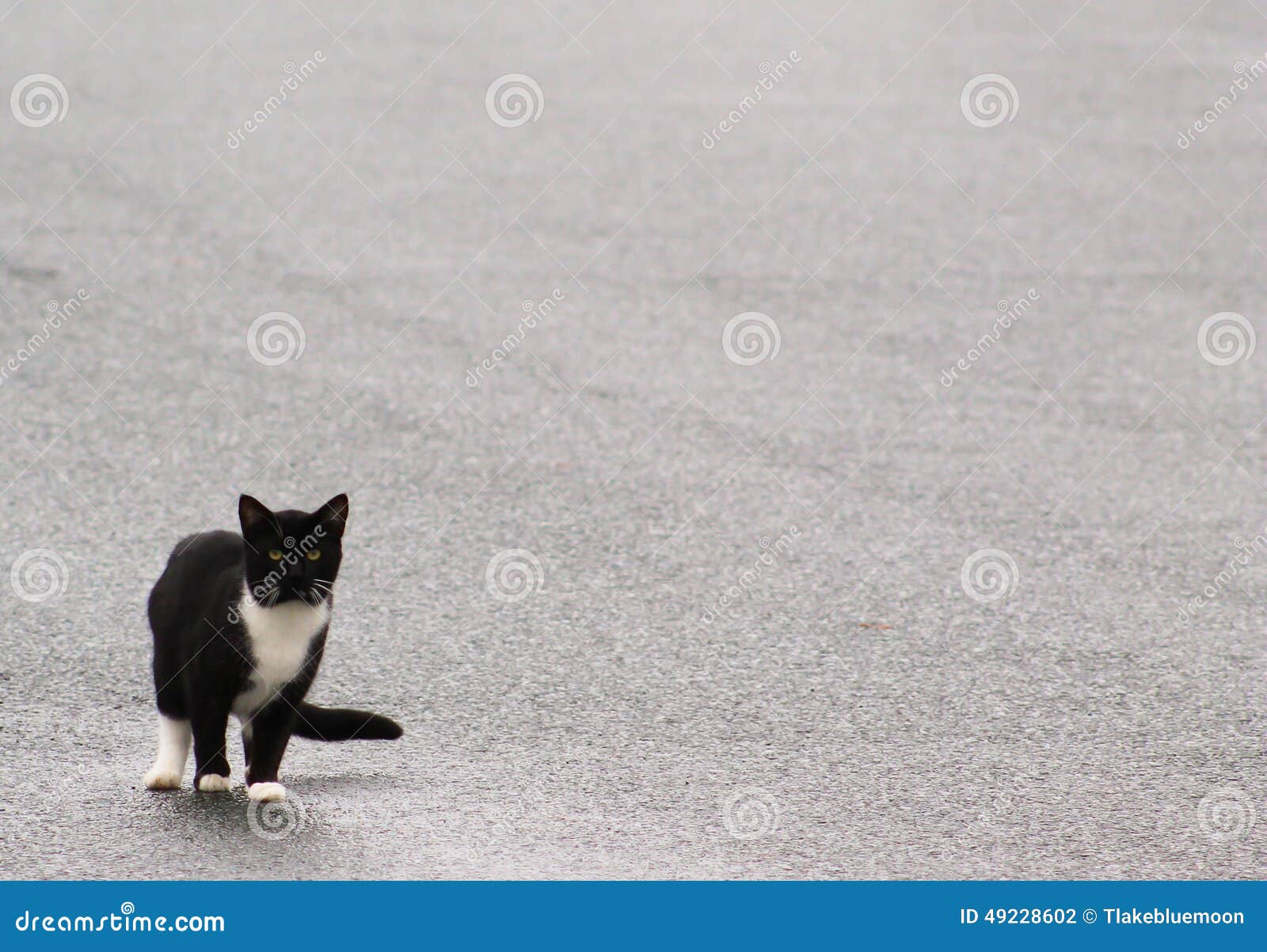 Grumpy Cat Walk stock photo. Image of dismal, black, fall - 49228602