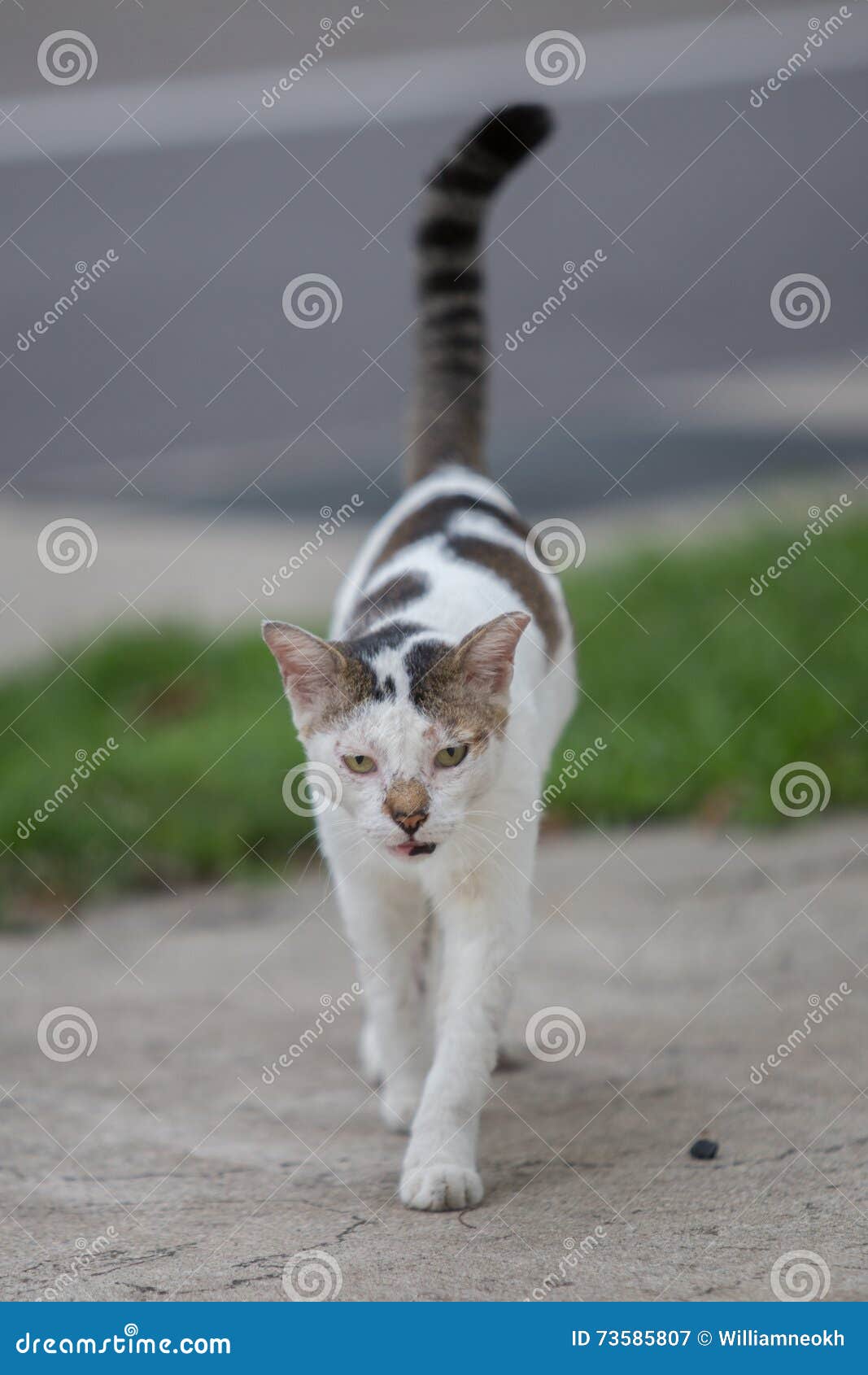 Grumpy Cat Walk stock image. Image of walk, kitten, adorable - 73585807