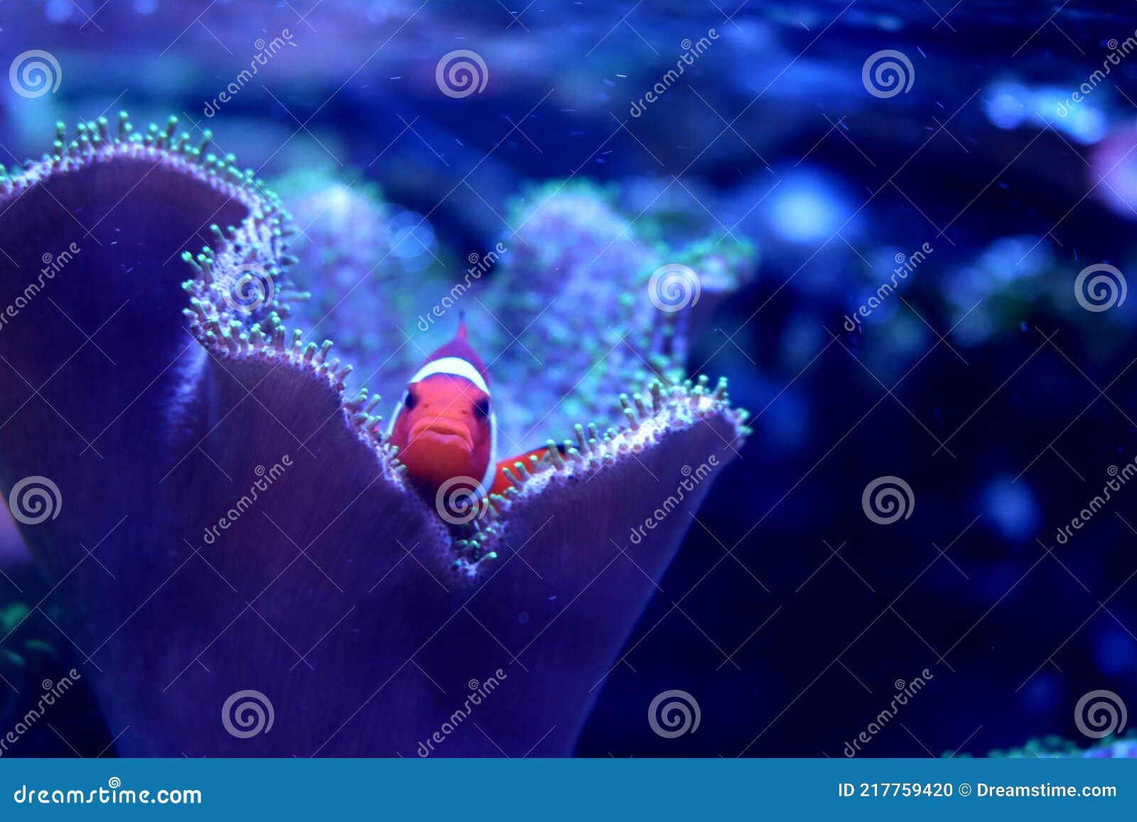 Grumpy clown fish ðŸ stock photo. Image of flower - 217759420