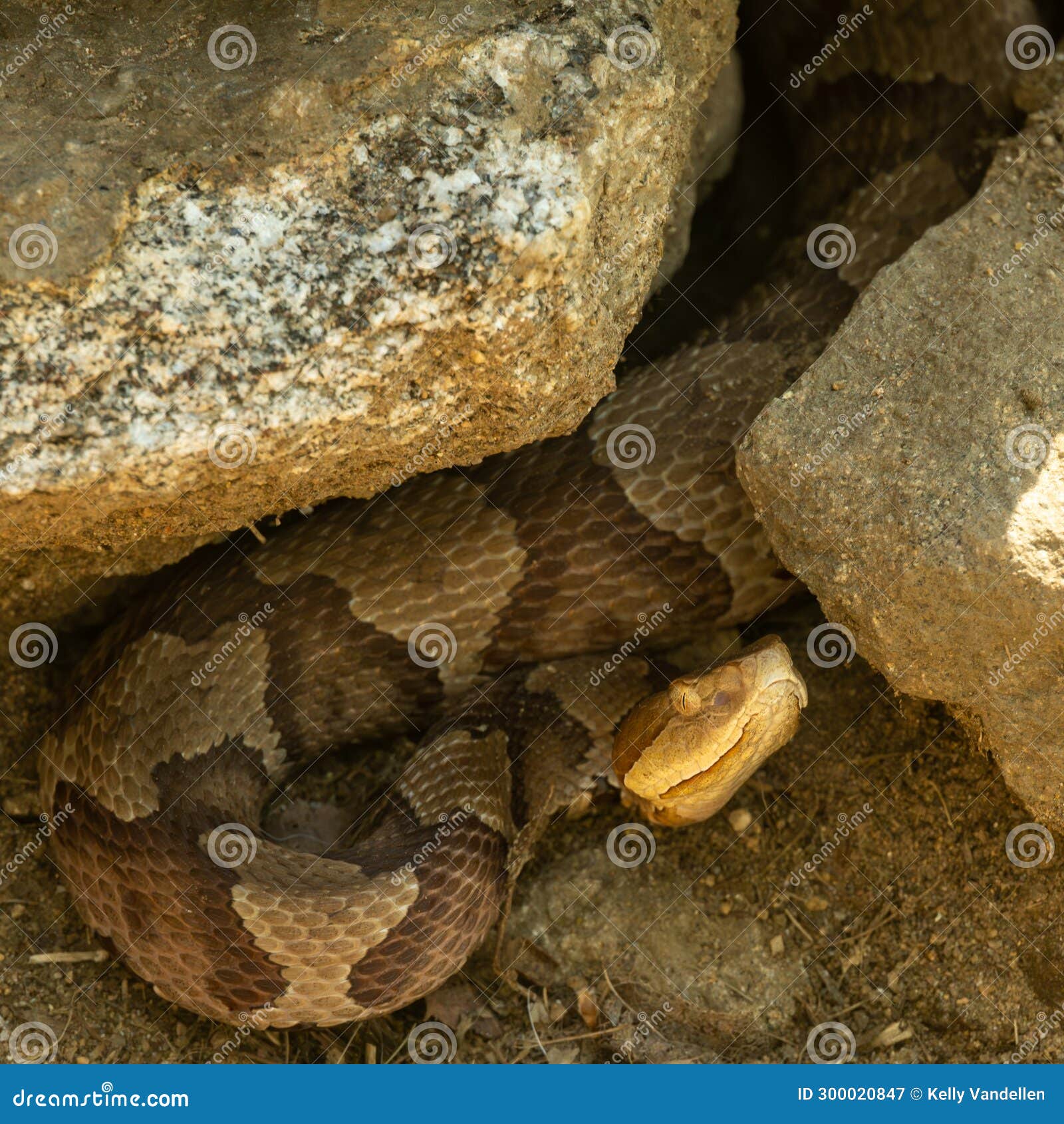Grumpy Copperhead Hidden in Rock Pile Stock Image - Image of reptile ...