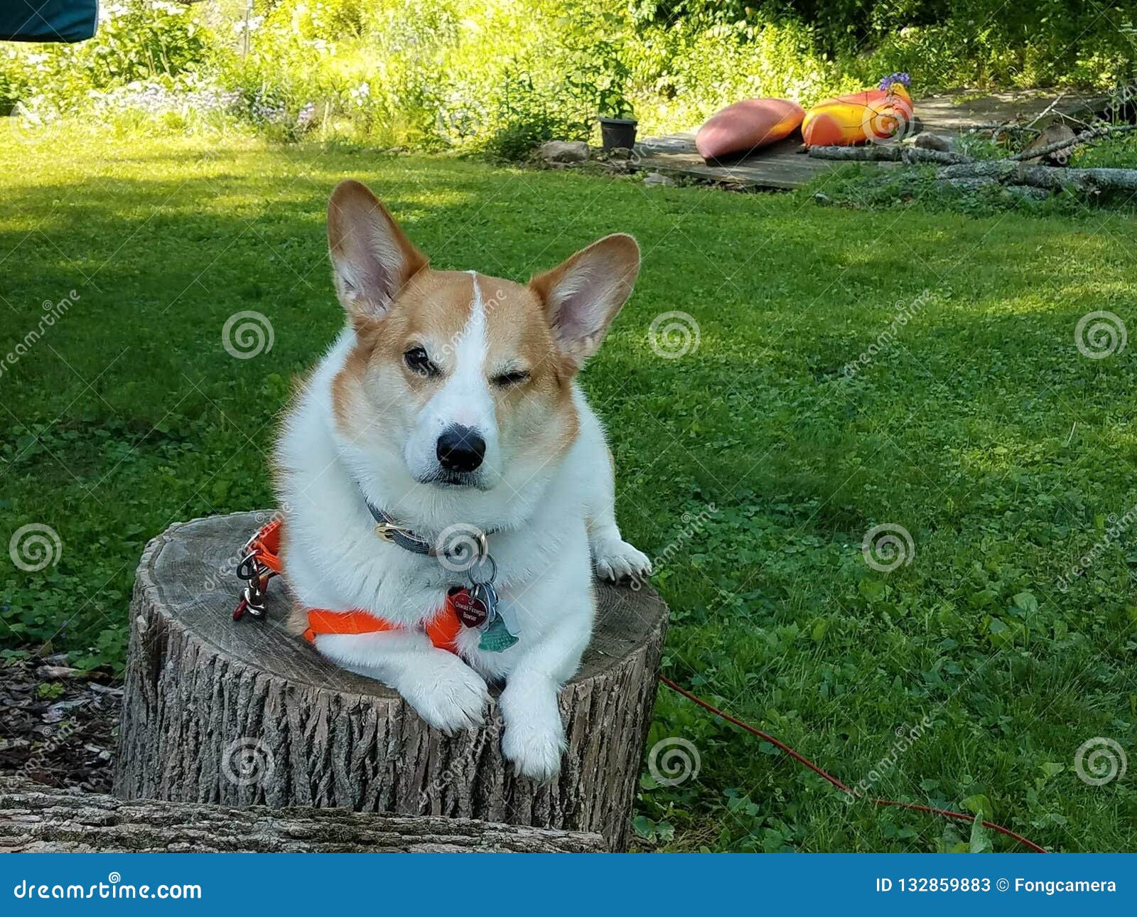 Grumpy Corgi stock image. Image of stump, grumpy, sitting - 132859883