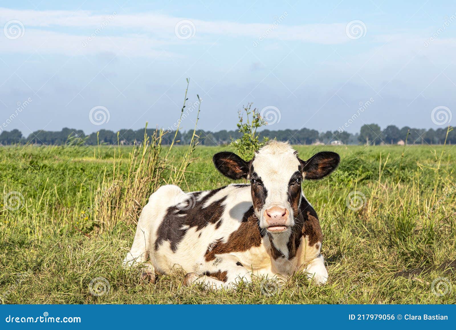 Grumpy Cow Lying Down in the Field. Brown and White Calf with Funny ...