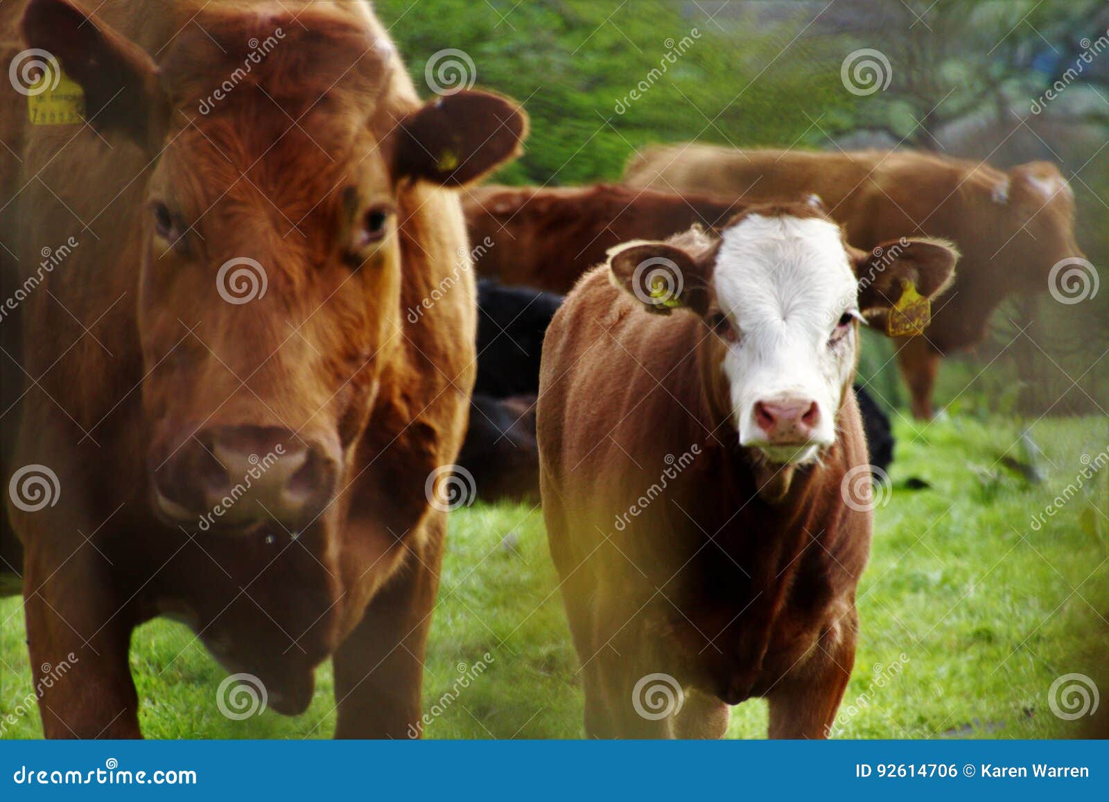 Grumpy cows stock photo. Image of grumpy, bovine, farm - 92614706