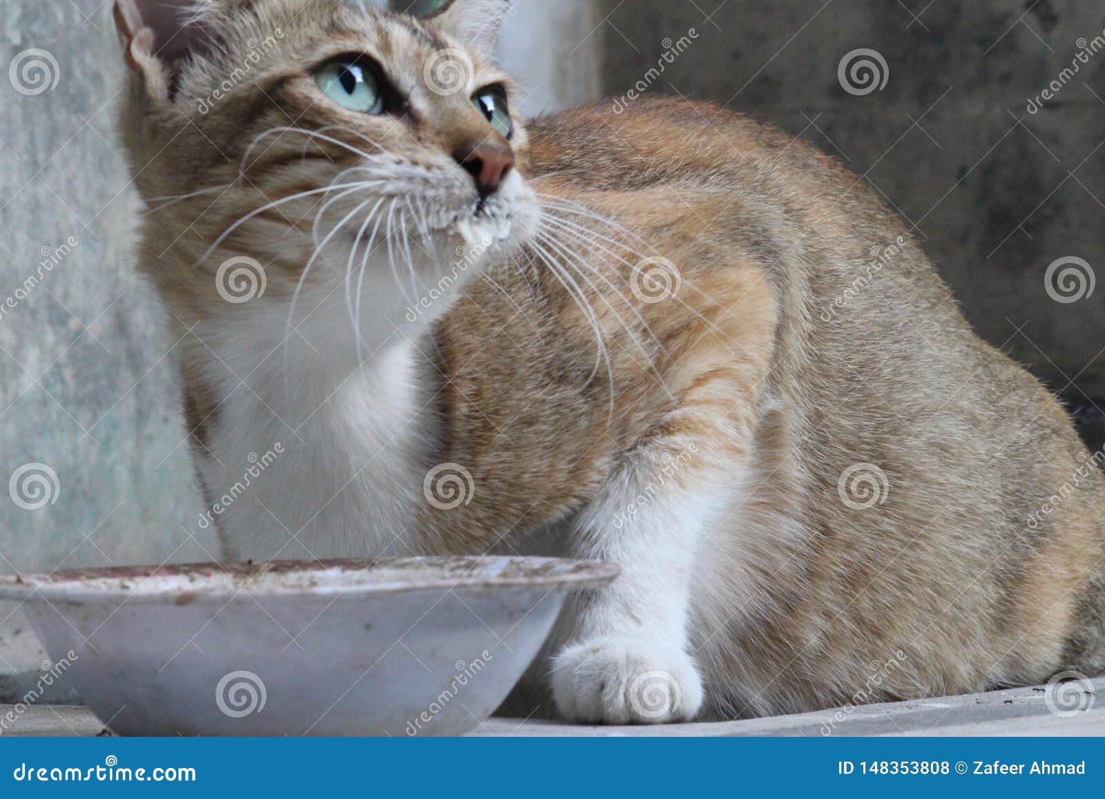 A grumpy and cute cat stock photo. Image of brown, grumpy - 148353808