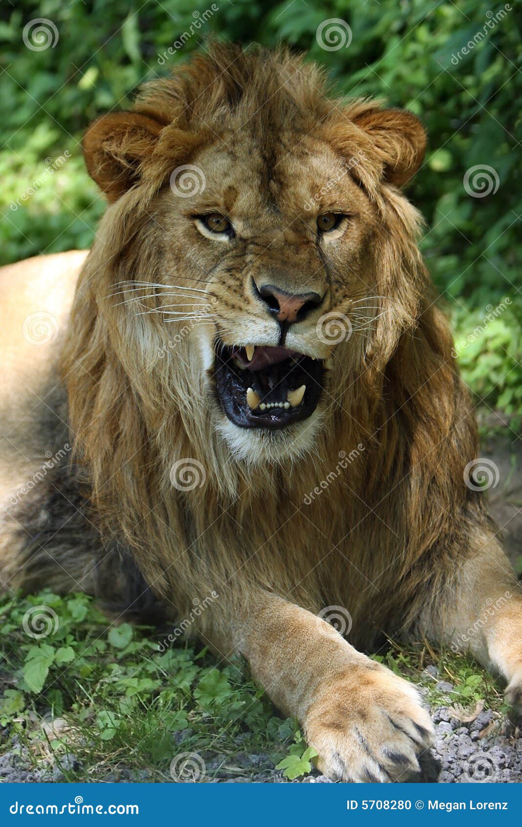 Grumpy Days stock photo. Image of tongue, mammal, animal - 5708280