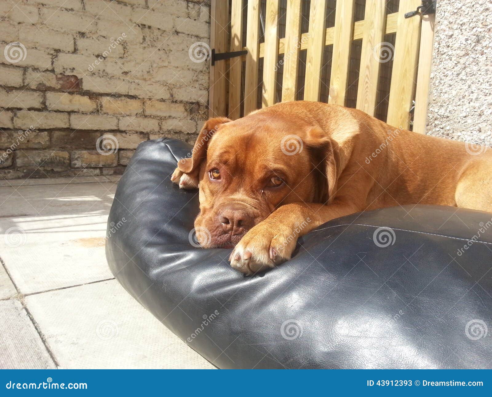 GRUMPY DOG stock image. Image of cute, grumpy, ugly, time - 43912393