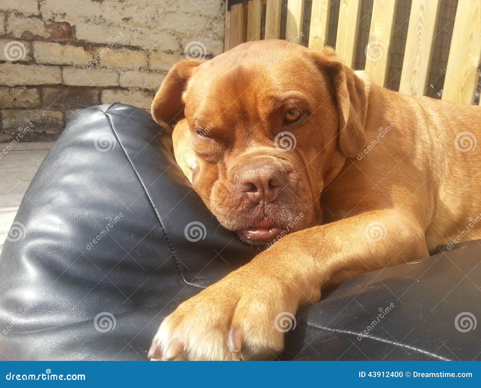 GRUMPY DOG stock photo. Image of grumpy, sleepy, cute - 43912400