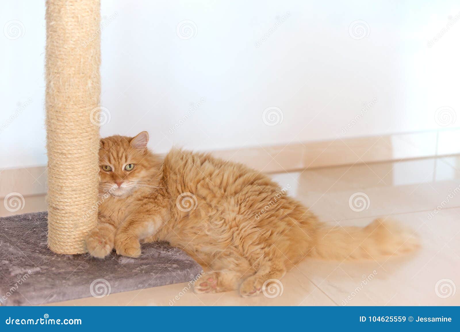 Grumpy Domestic Ginger Cat L Stock Image - Image of bored, indoor ...
