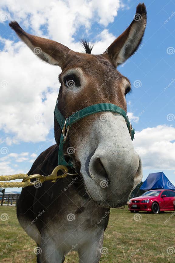 Grumpy Donkey stock photo. Image of mule, animal, funny - 95012672