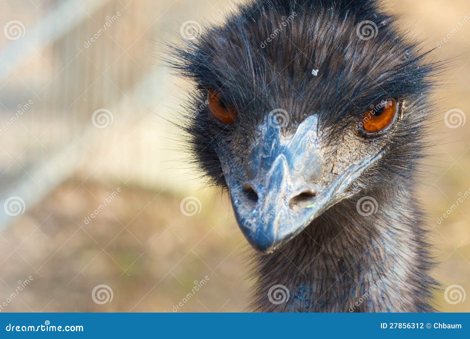 Grumpy Emu frontal stock photo. Image of tropical, mood - 27856312