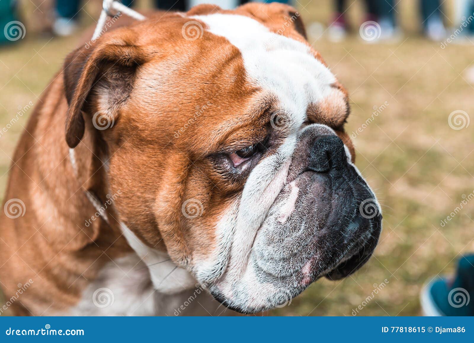 Grumpy English bulldog stock image. Image of male, cute - 77818615