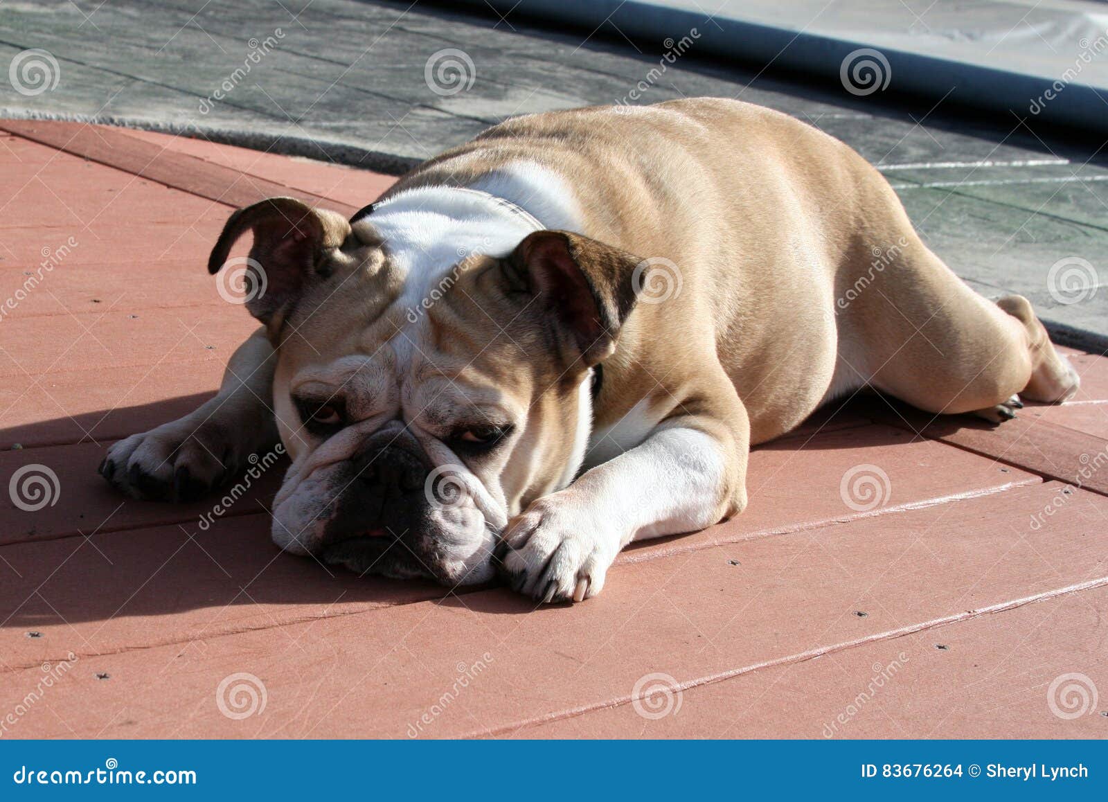 Grumpy English Bulldog stock photo. Image of wrinkled - 83676264