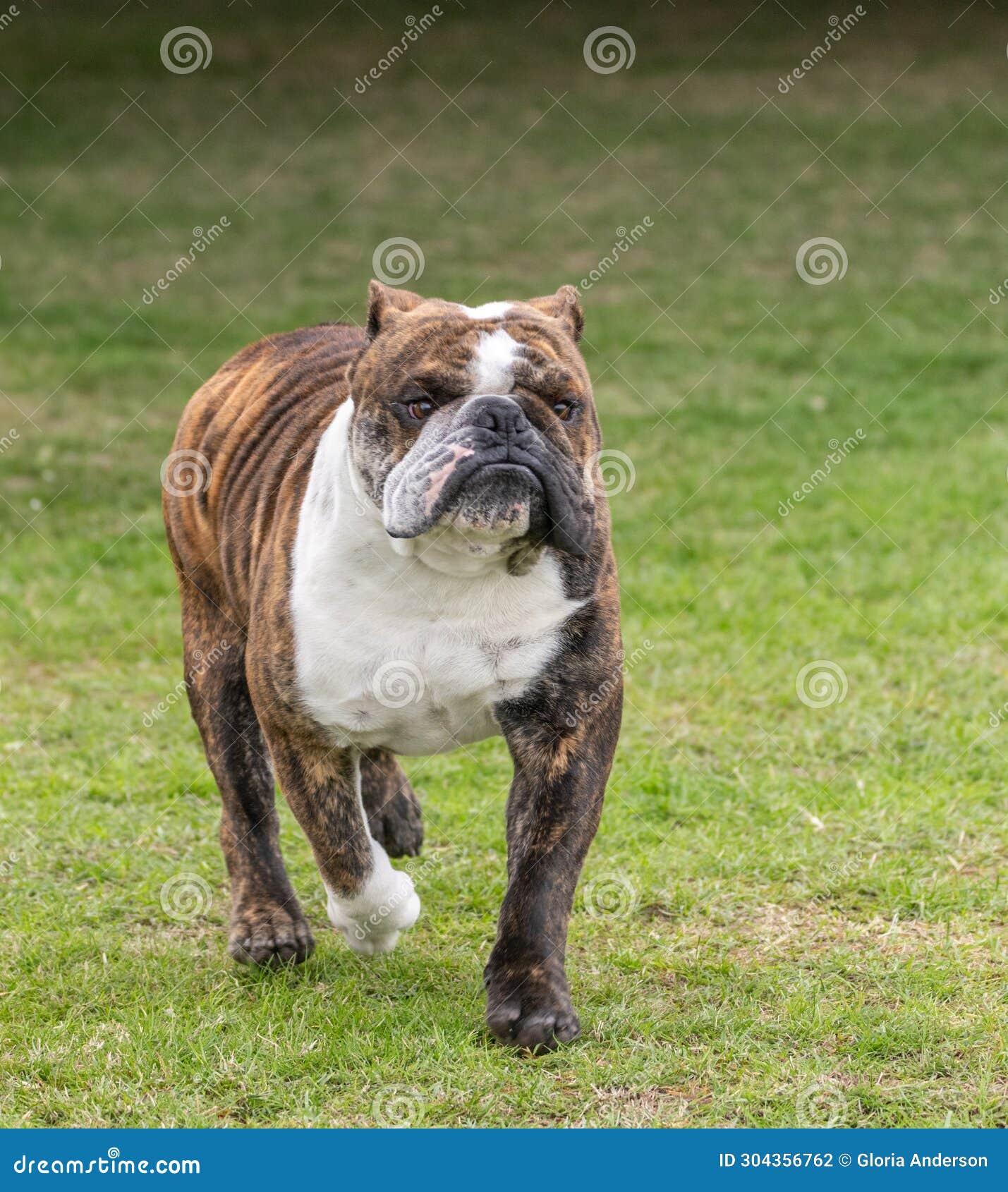 Grumpy Face Bulldog Walking Across the Grass Stock Photo - Image of ...