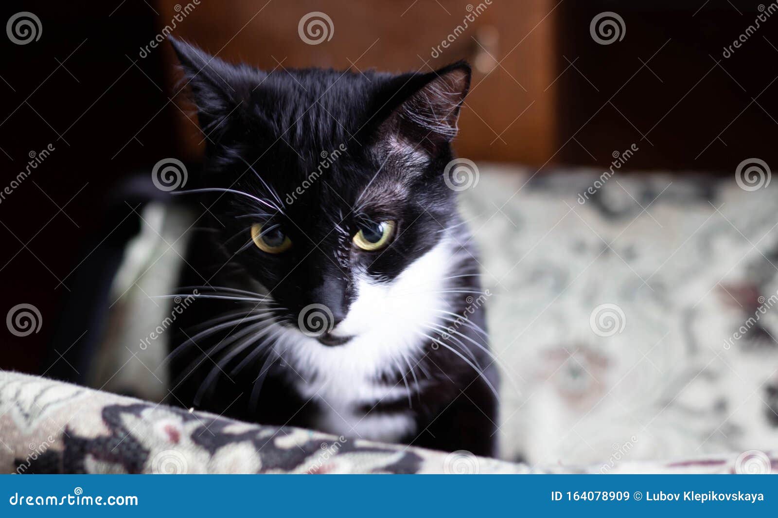 Grumpy Face Cat in Home Animal Angry Adorable Stock Image - Image of ...
