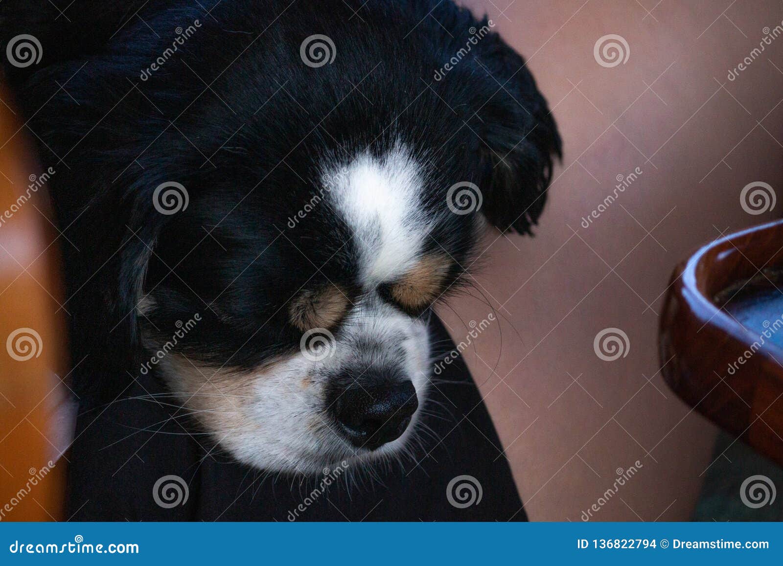 Grumpy Face Sleeping Puppy Closeup Stock Photo - Image of sleep ...