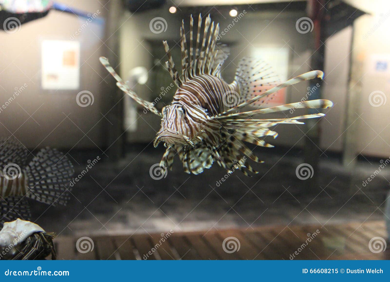 A grumpy fish stock image. Image of gravel, grumpy, eyes - 66608215