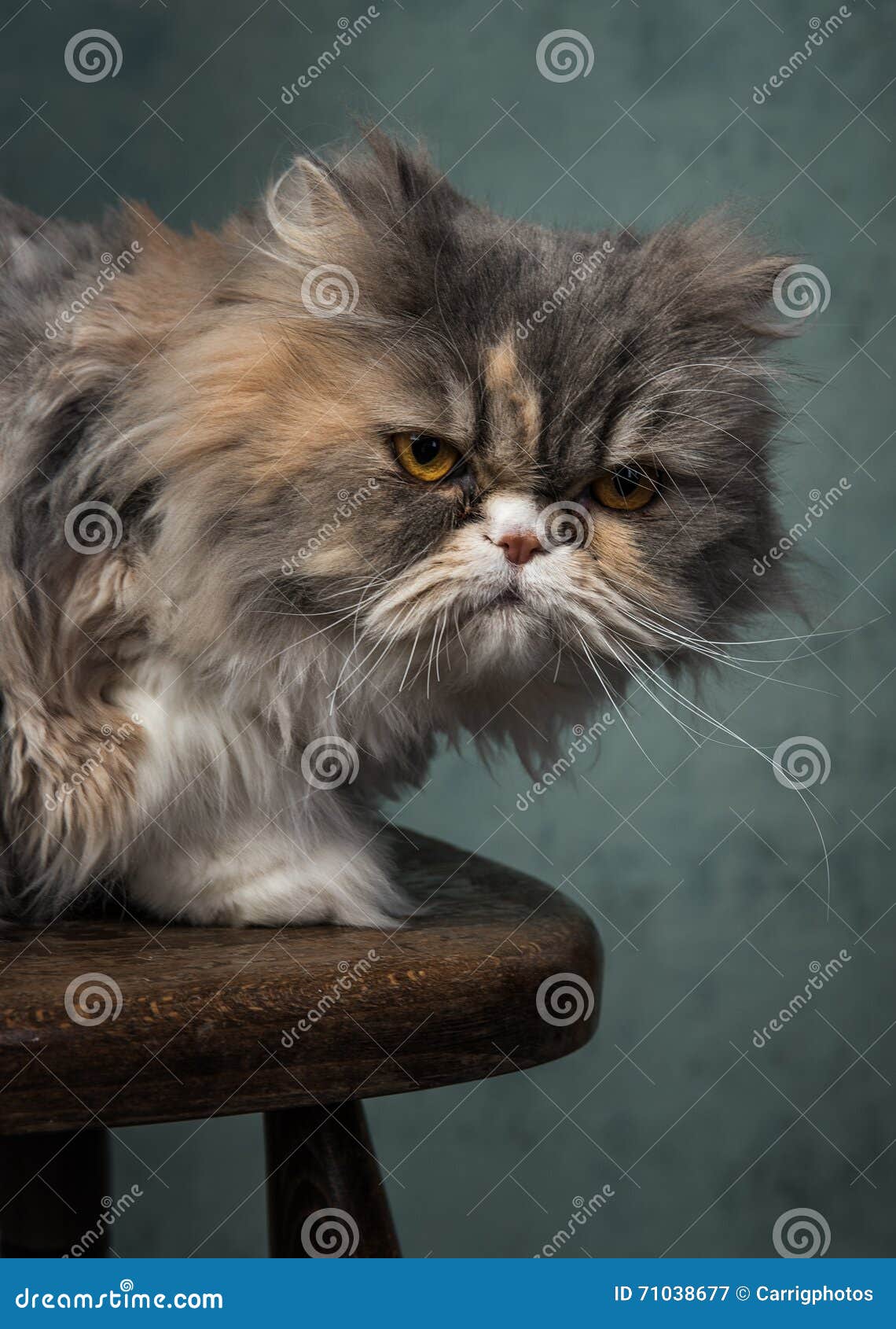 Grumpy Fluffy Cat stock image. Image of kitten, white - 71038677