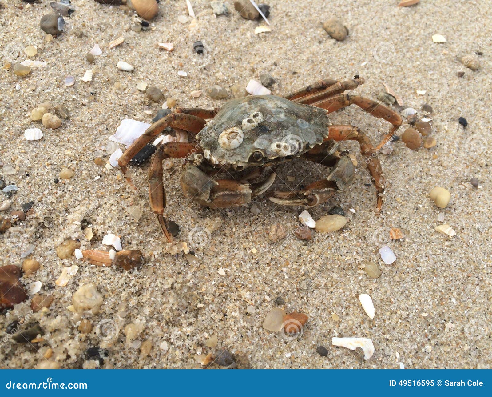 A grumpy friend stock image. Image of crab, beach, sand - 49516595