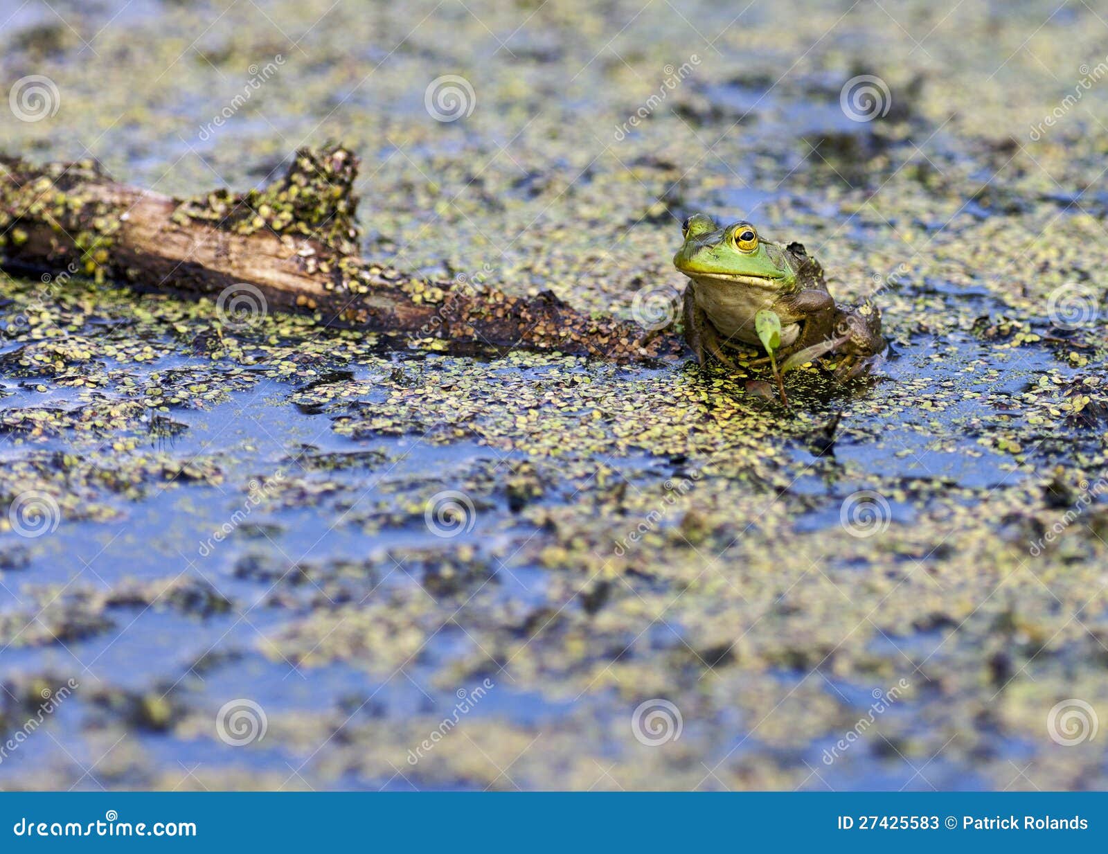 Grumpy frog stock image. Image of water, eyes, sitting - 27425583