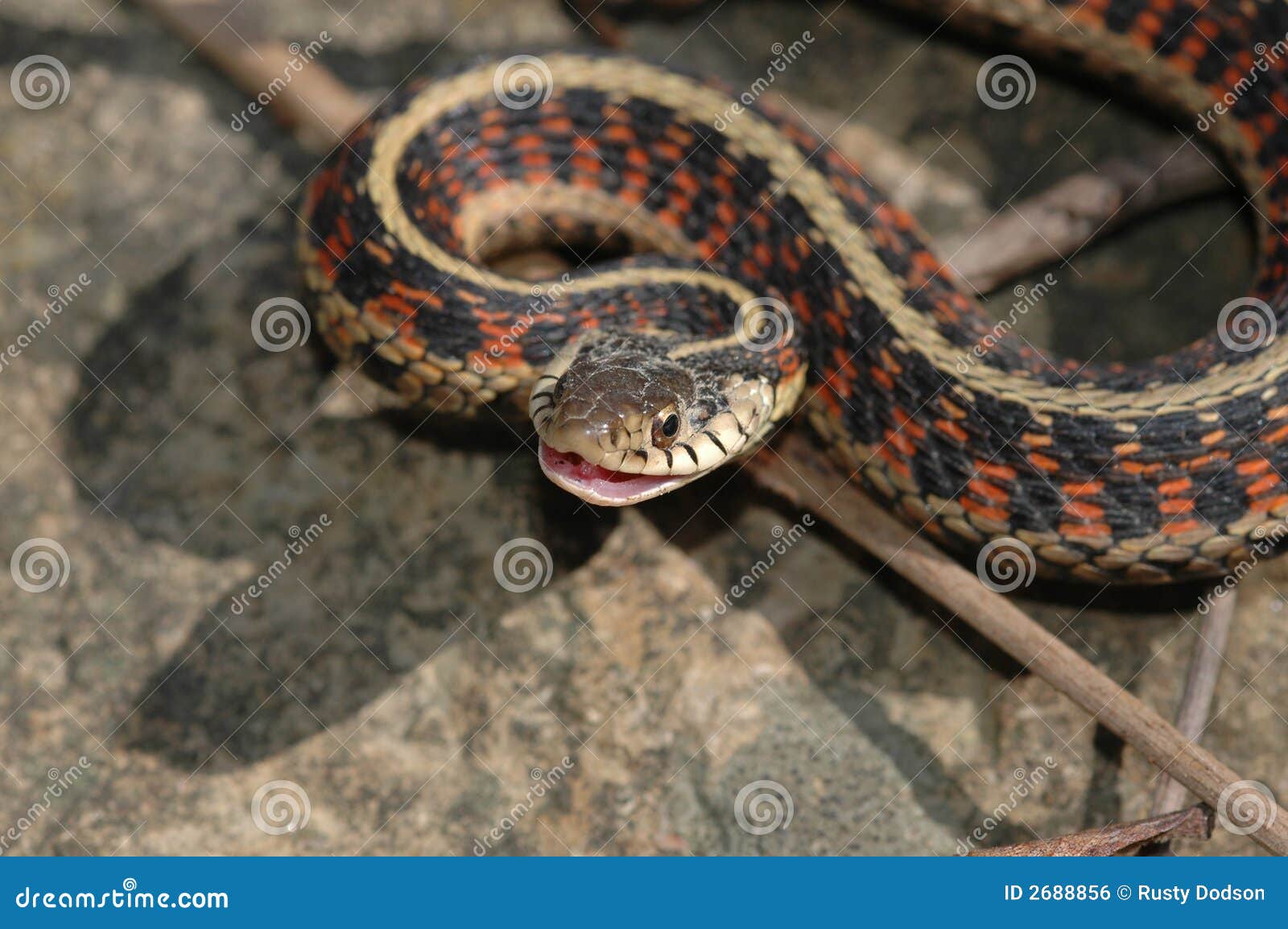 Grumpy Gartersnake stock photo. Image of mouth, slither - 2688856