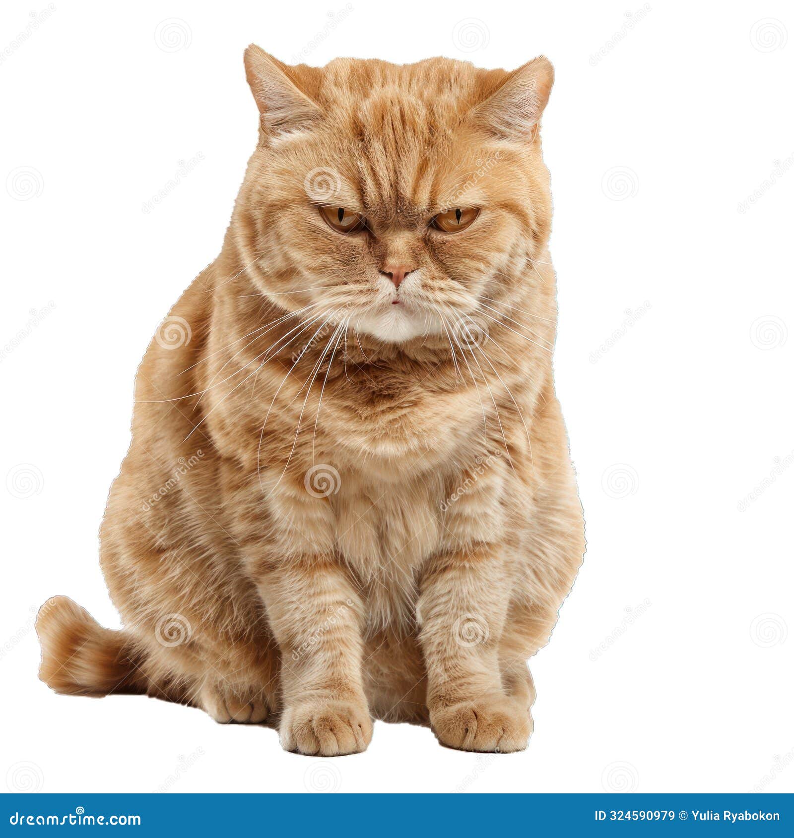 Grumpy Cat Transparent Background
