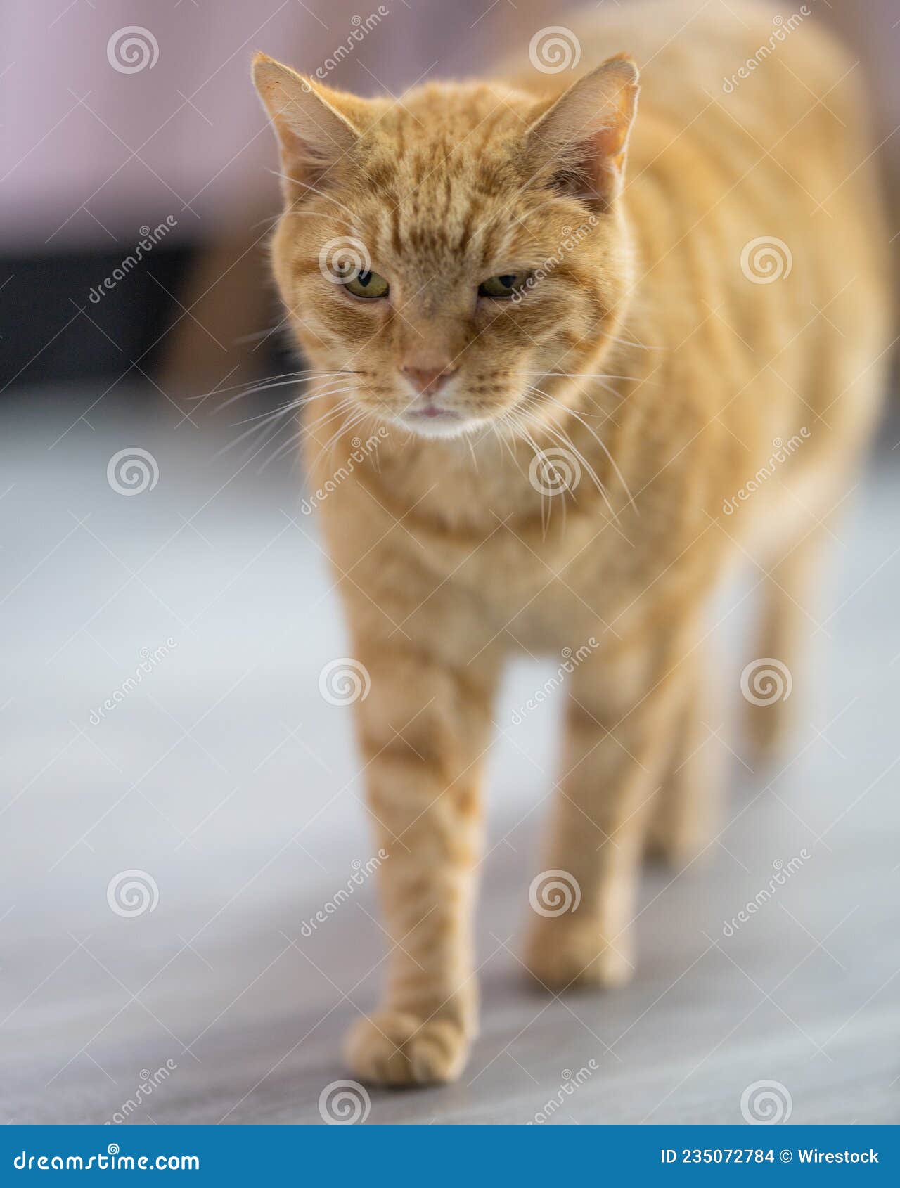 Grumpy Ginger Cat Walking in a Bedroom at Home Stock Photo - Image of ...