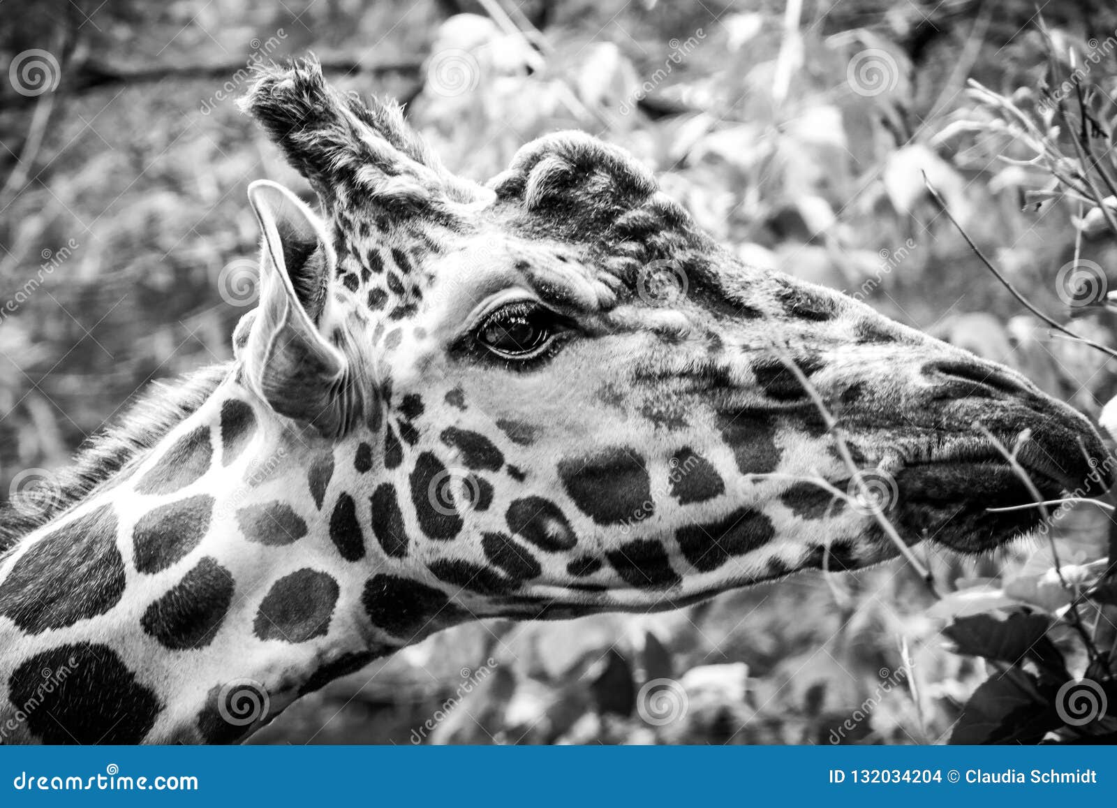 Grumpy Giraffe in Black and White Stock Photo - Image of grumpy, white ...